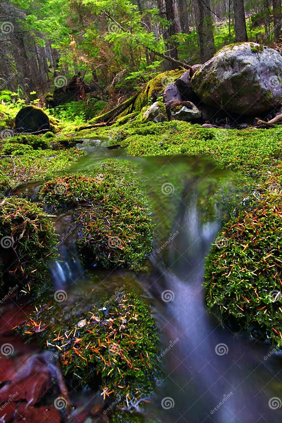 Moss Covered Forest and Stream Stock Photo - Image of ecology, glacier ...