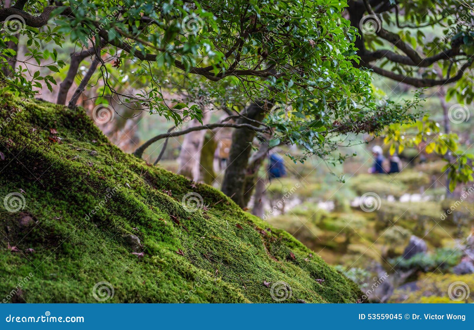 Moss Covered Ground image stock. Image du cache, revêtement - 53559045