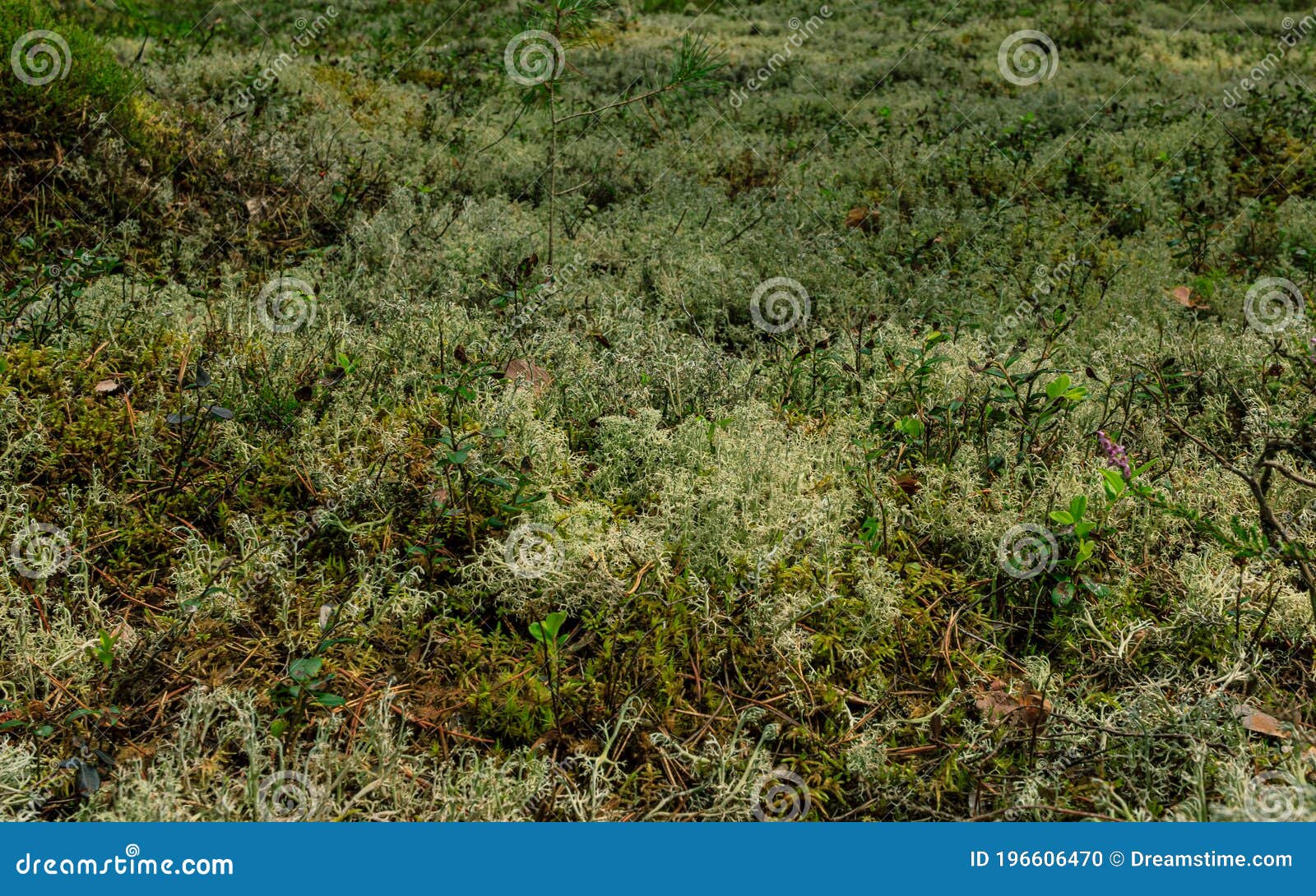 Moss Covered Ground in Soft Tree Forest Stock Photo - Image of lichen ...