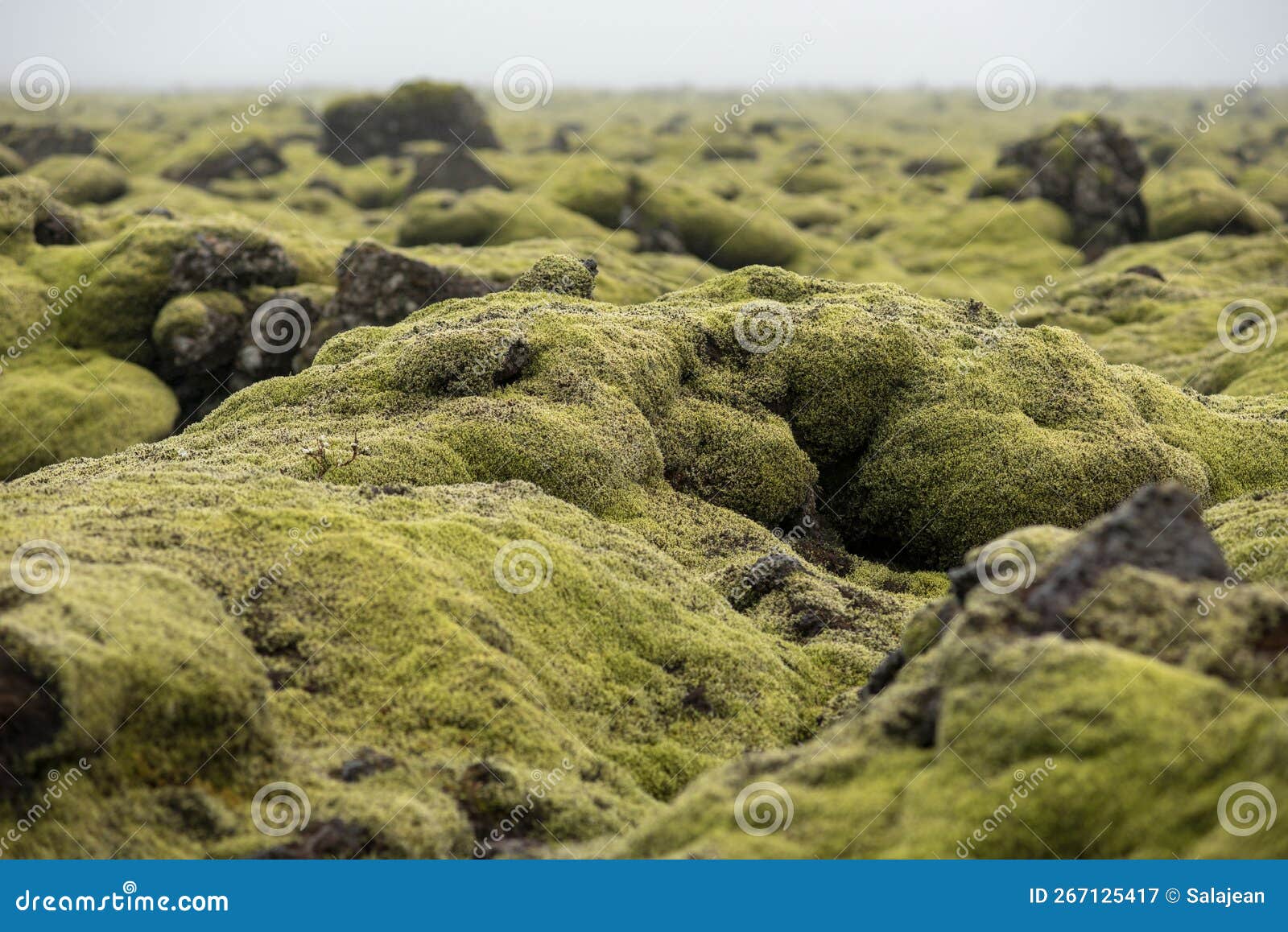 Moss Covered Lava Field, Eldhraun, Iceland Stock Image - Image of ...