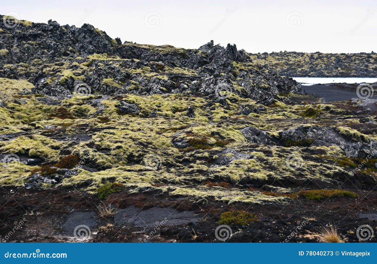 Moss Covered Lava Fields in Iceland Stock Image - Image of tour, golden ...