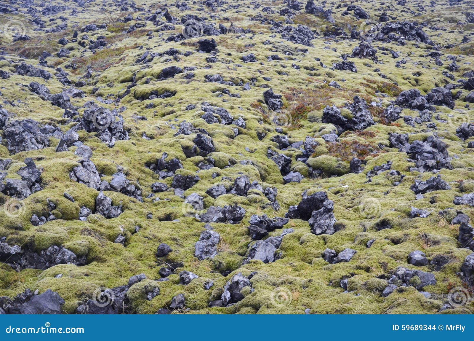 Moss Covered Lava Fields, Iceland Stock Photo - Image of scenic, sunny ...