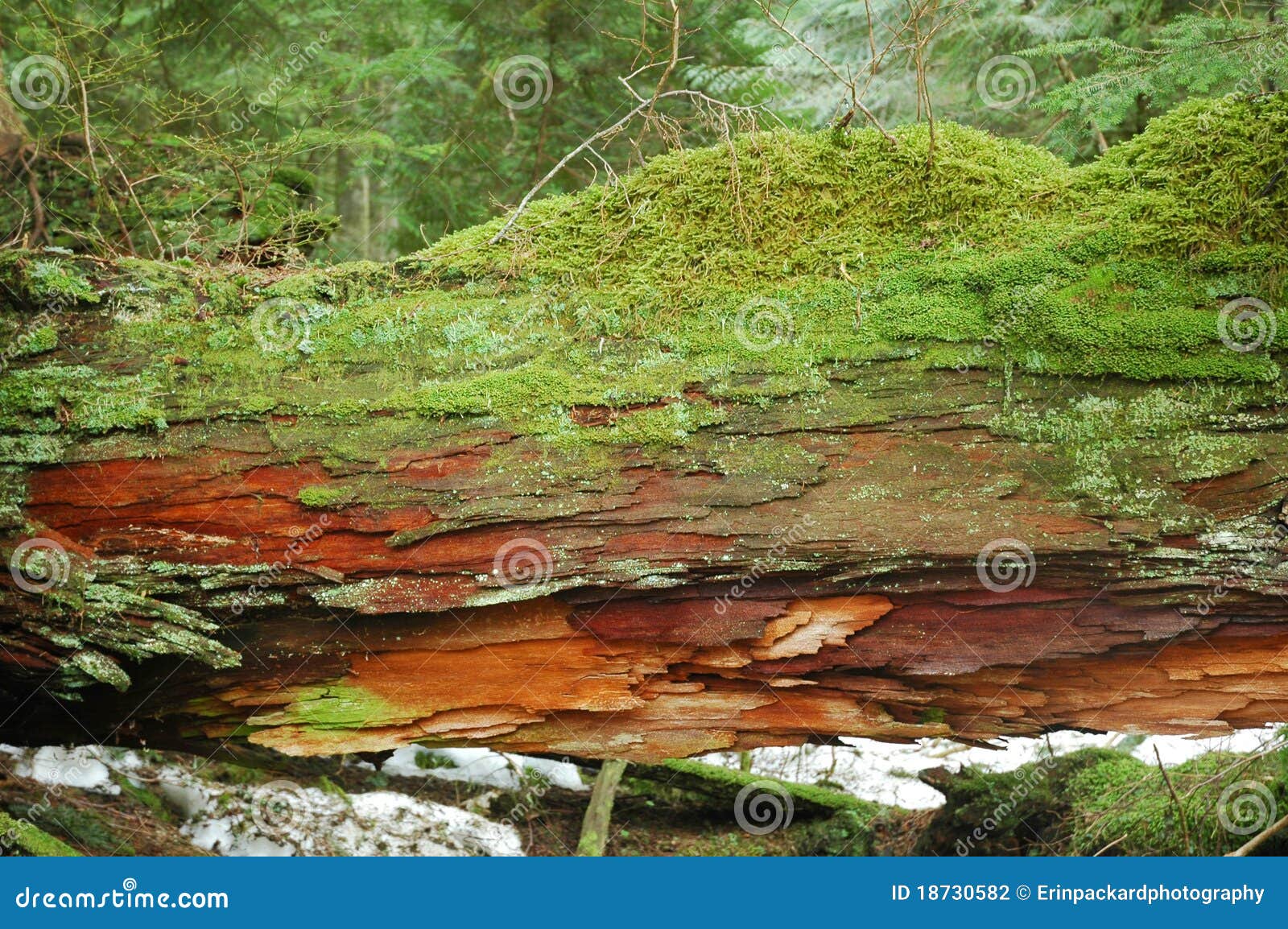 Moss covered log stock photo. Image of trees, gorge, textured - 18730582