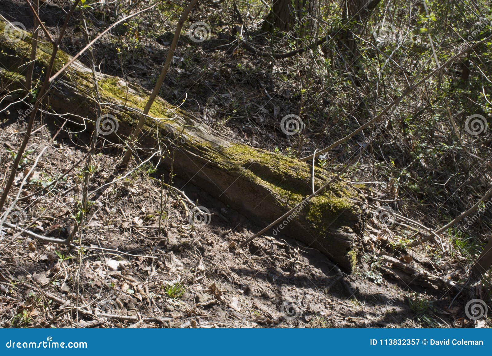 Mossy fallen log stock image. Image of plants, undergrowth - 113832357
