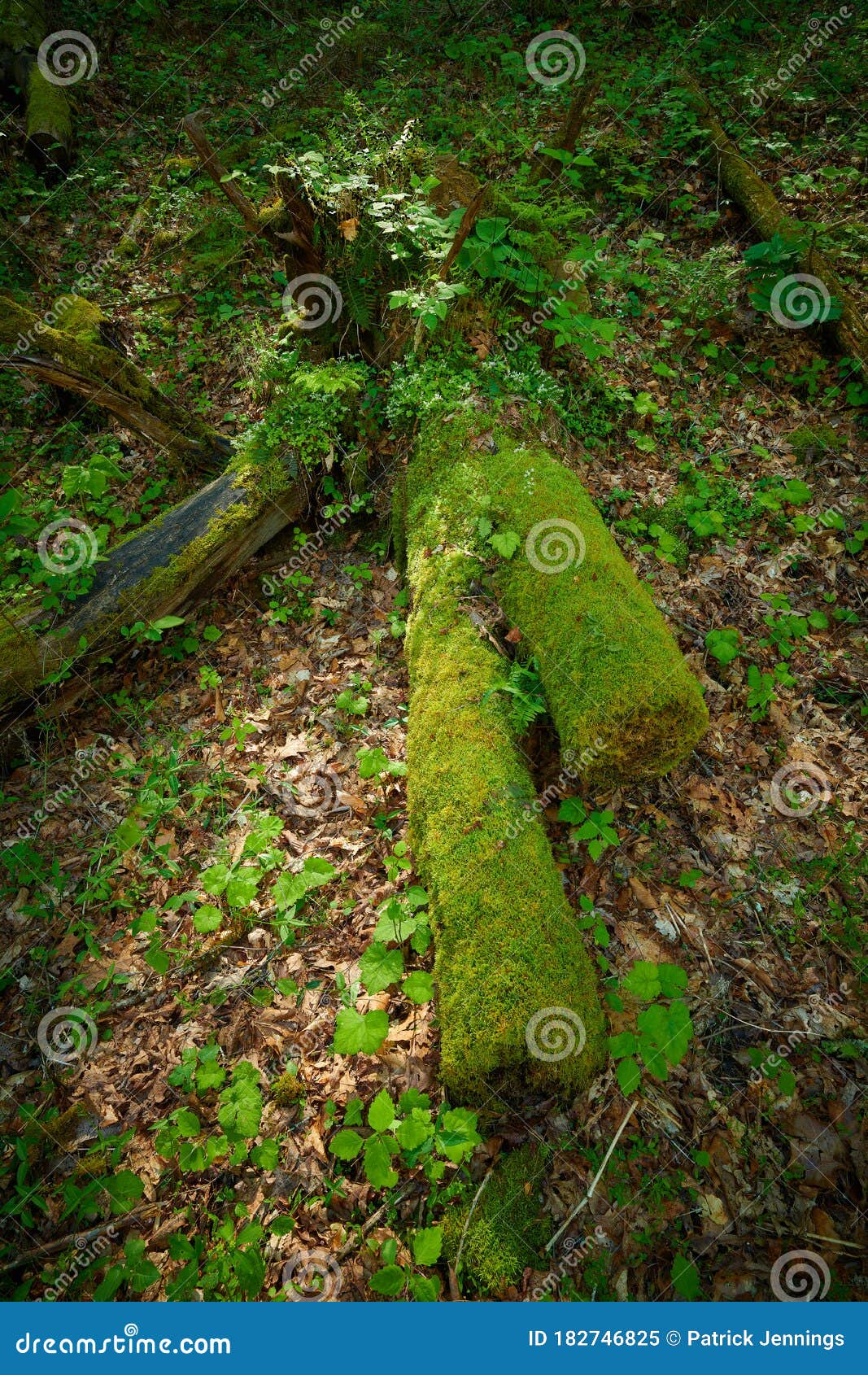 Moss Covered Log Laying on Forest Floor Stock Image - Image of park ...