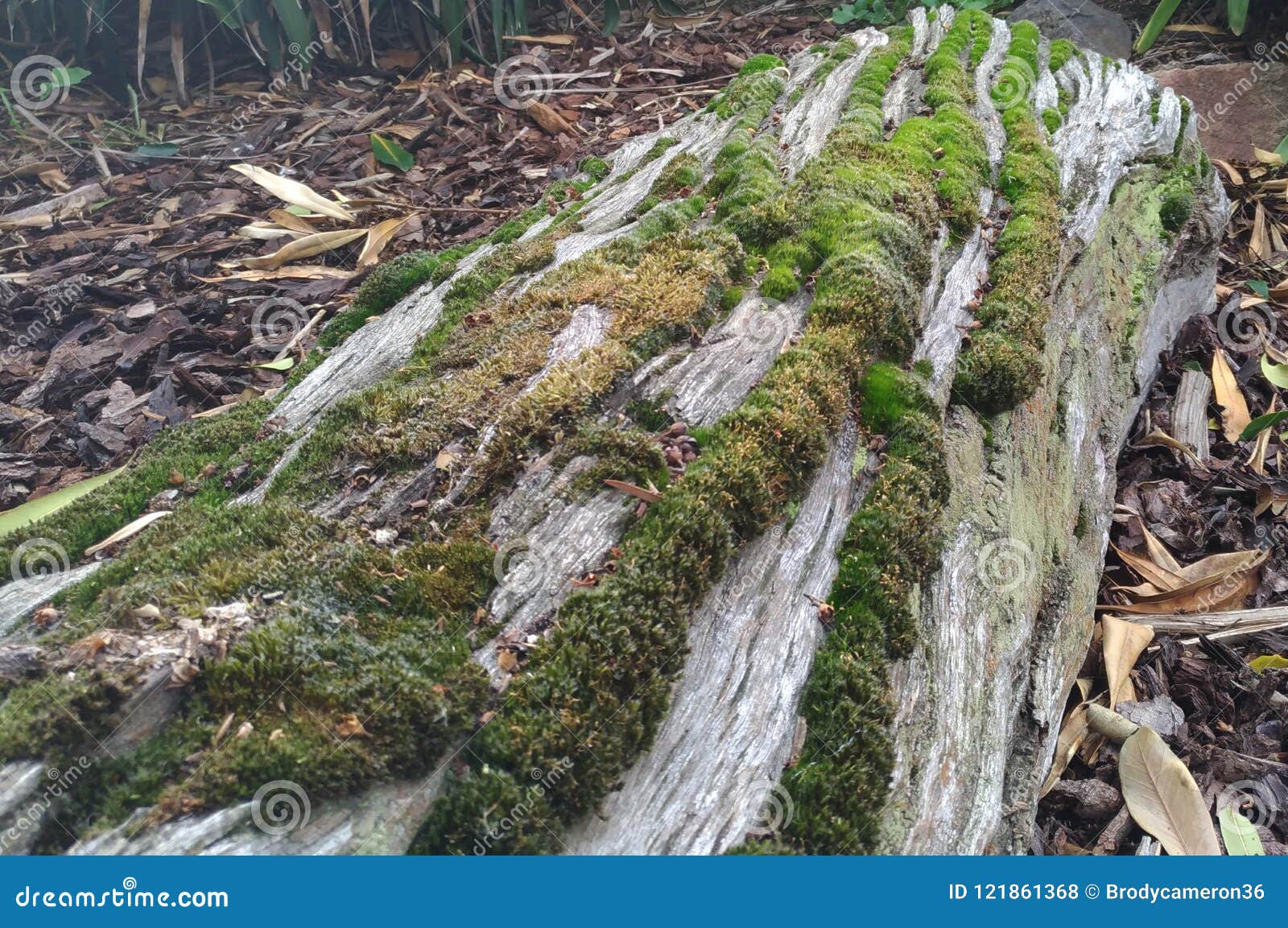 Moss covered log stock photo. Image of natural, moss - 121861368
