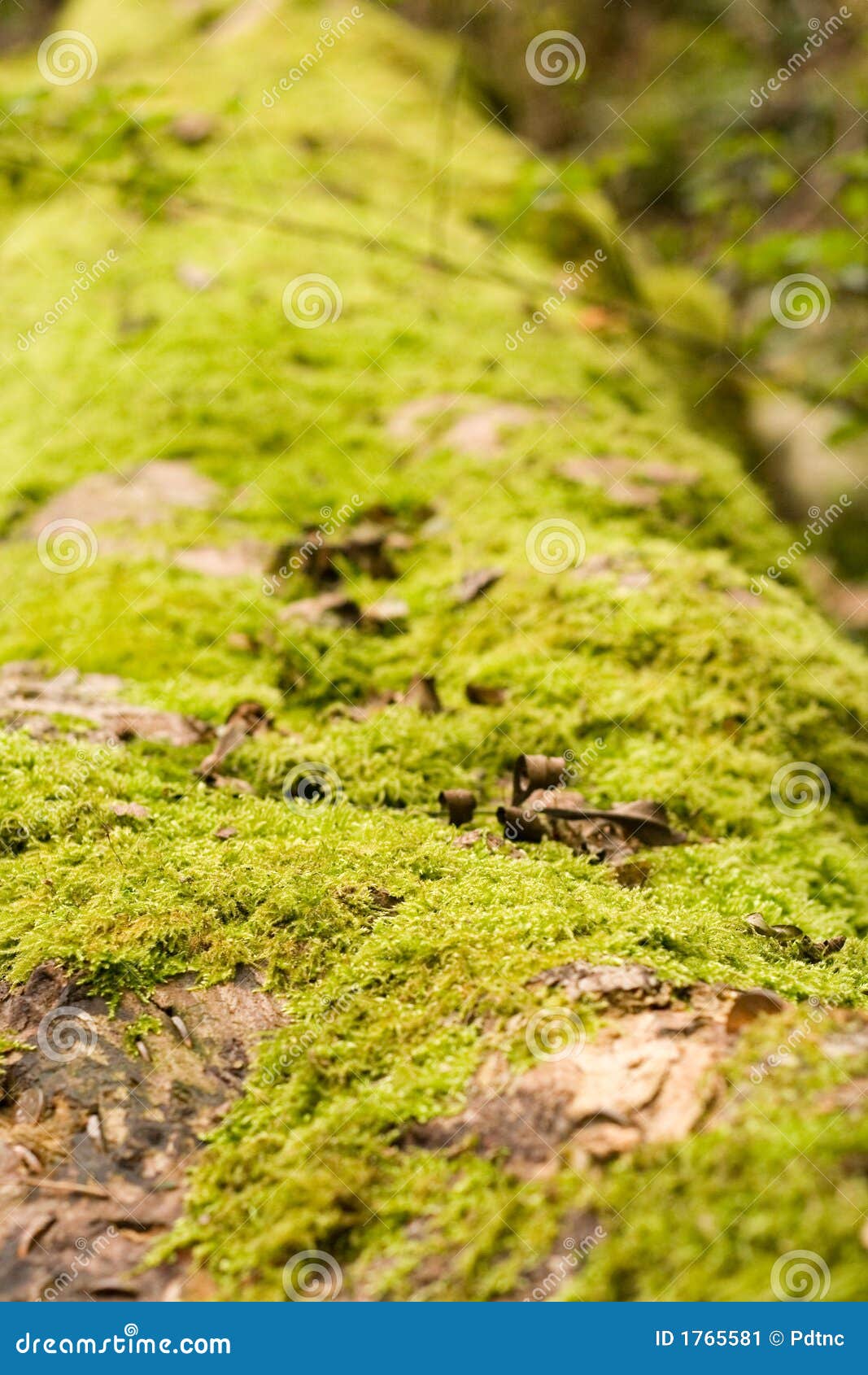 Moss Covered Log with Shallow Dof Stock Image - Image of nature, green ...