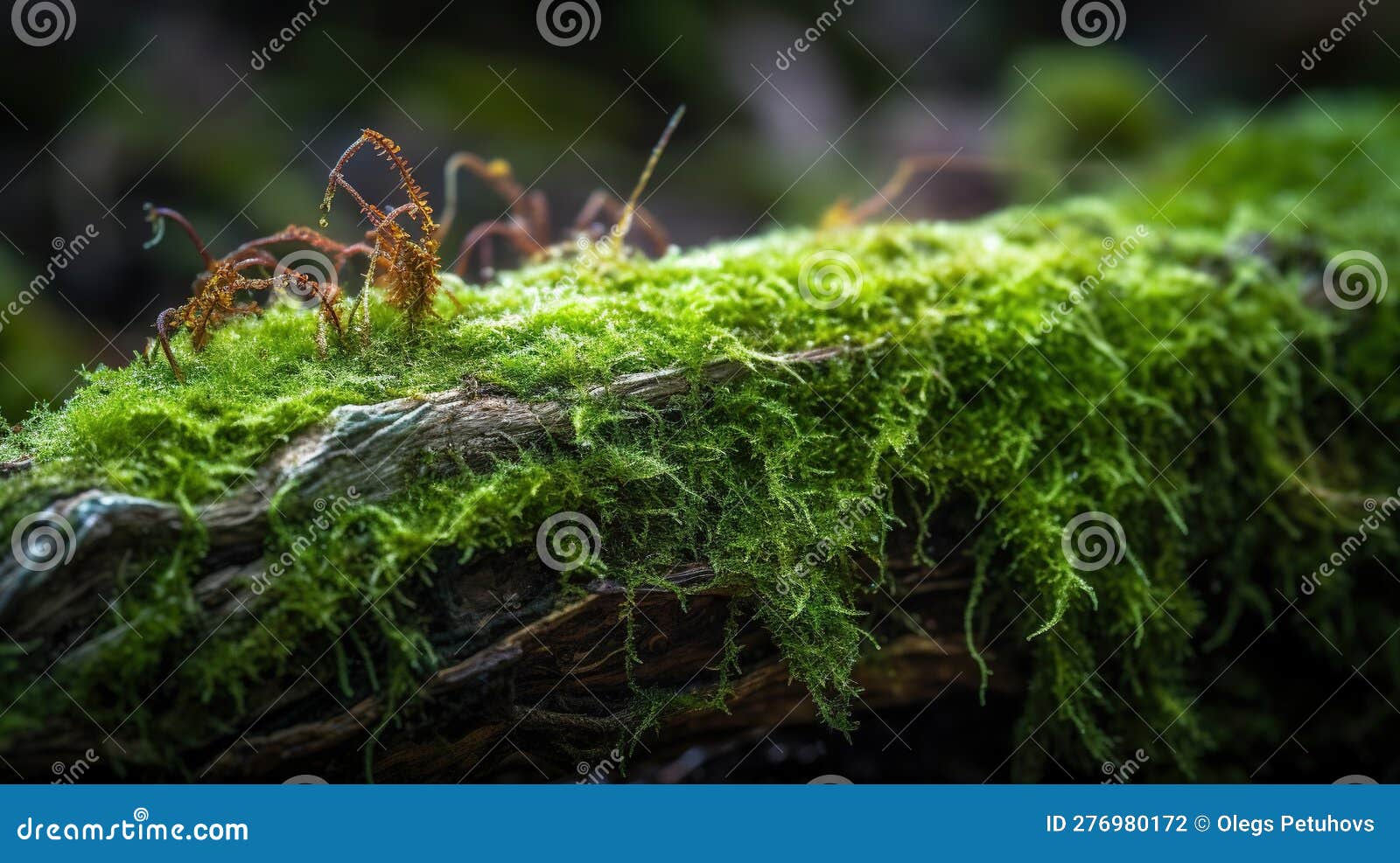 A Moss Covered Log with Small Plants Growing Out of it Stock ...