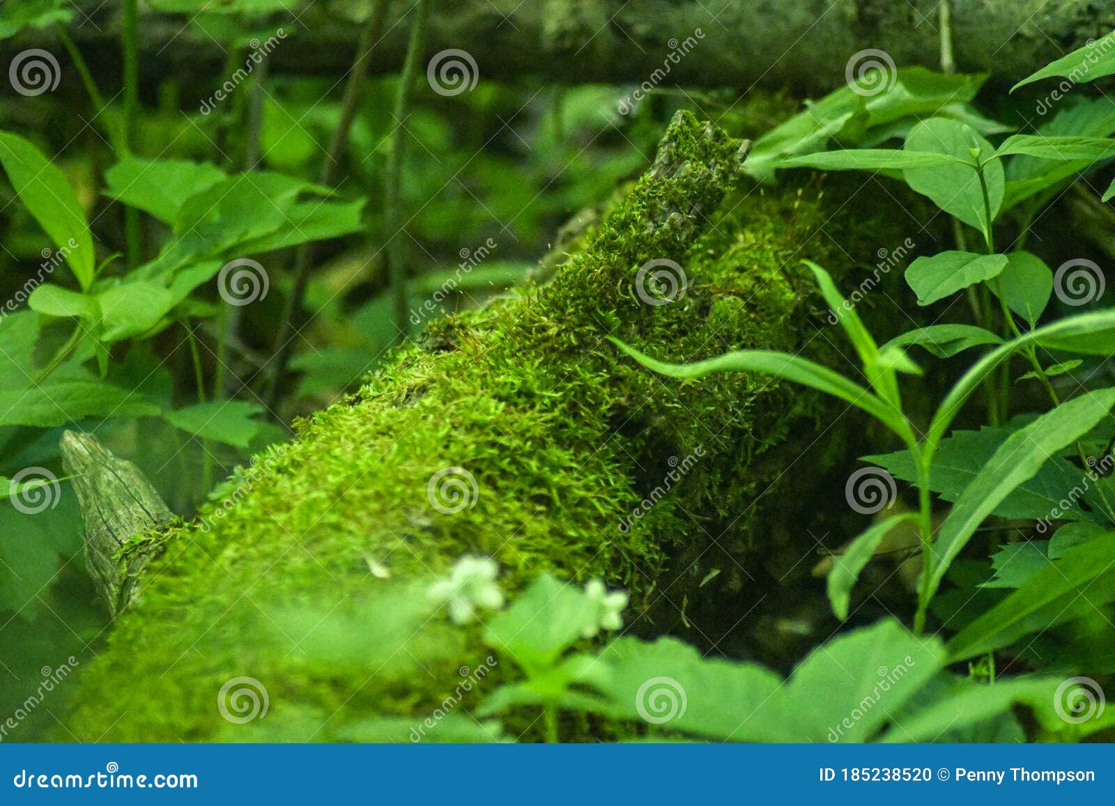 A Moss Covered Log in the Woods Stock Photo - Image of plants, leaves ...