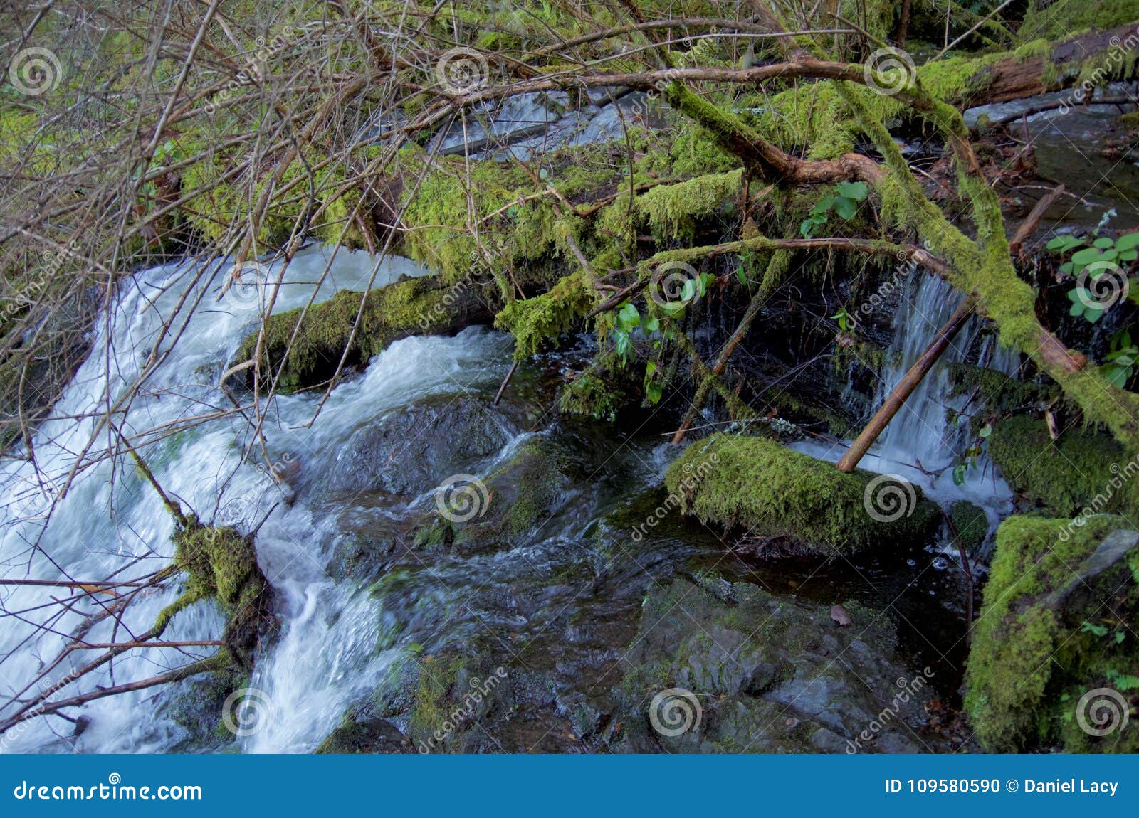 Moss Covered Logs and Branches Overhang the Top of a Waterfall Stock ...