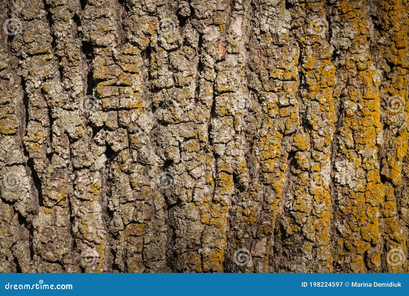 Moss Covered Oak Tree Bark Texture Closeup Stock Image - Image of bark ...