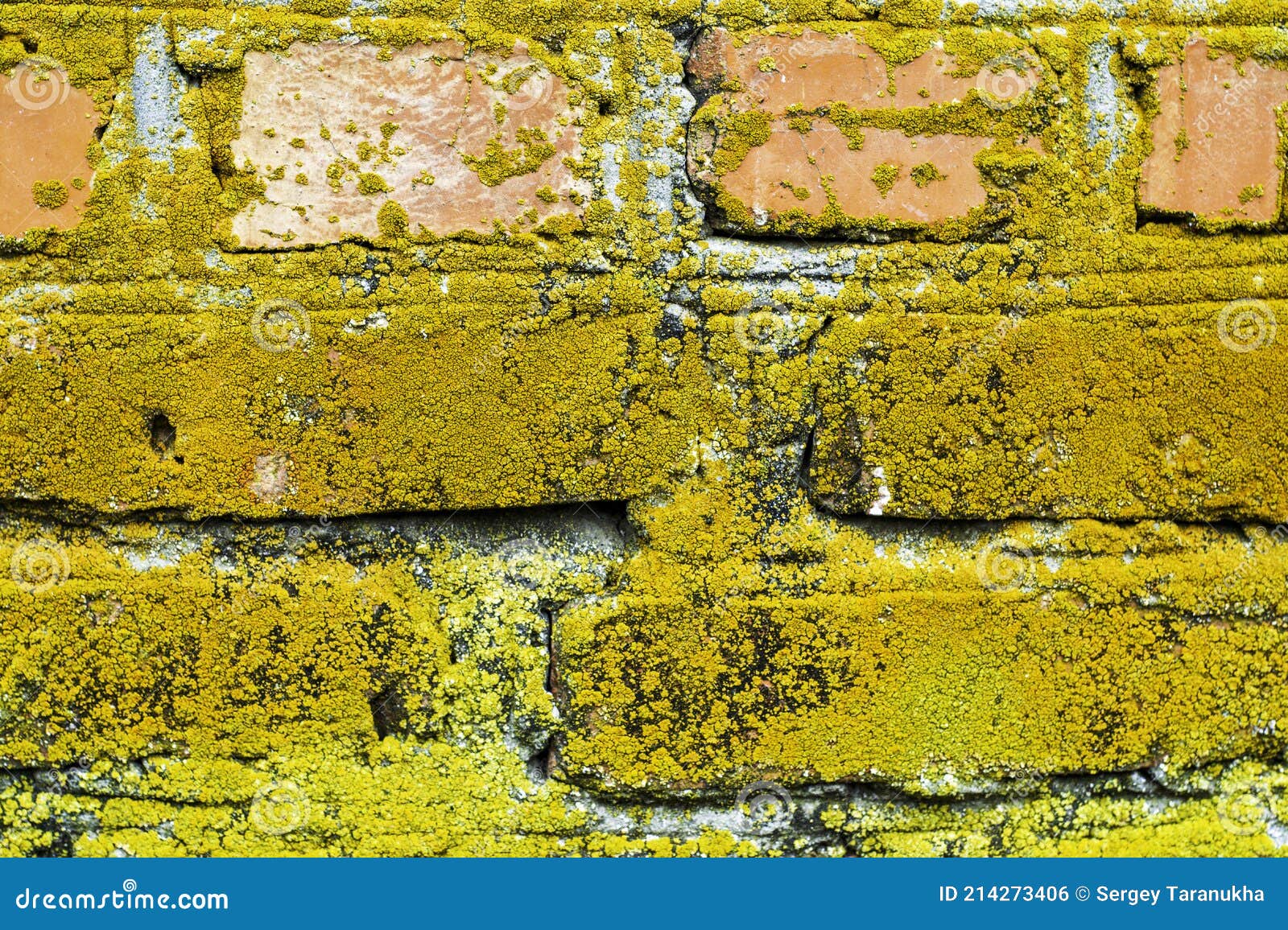 Moss Covered Old Brick Wall Background Backdrop Stock Photo - Image of ...