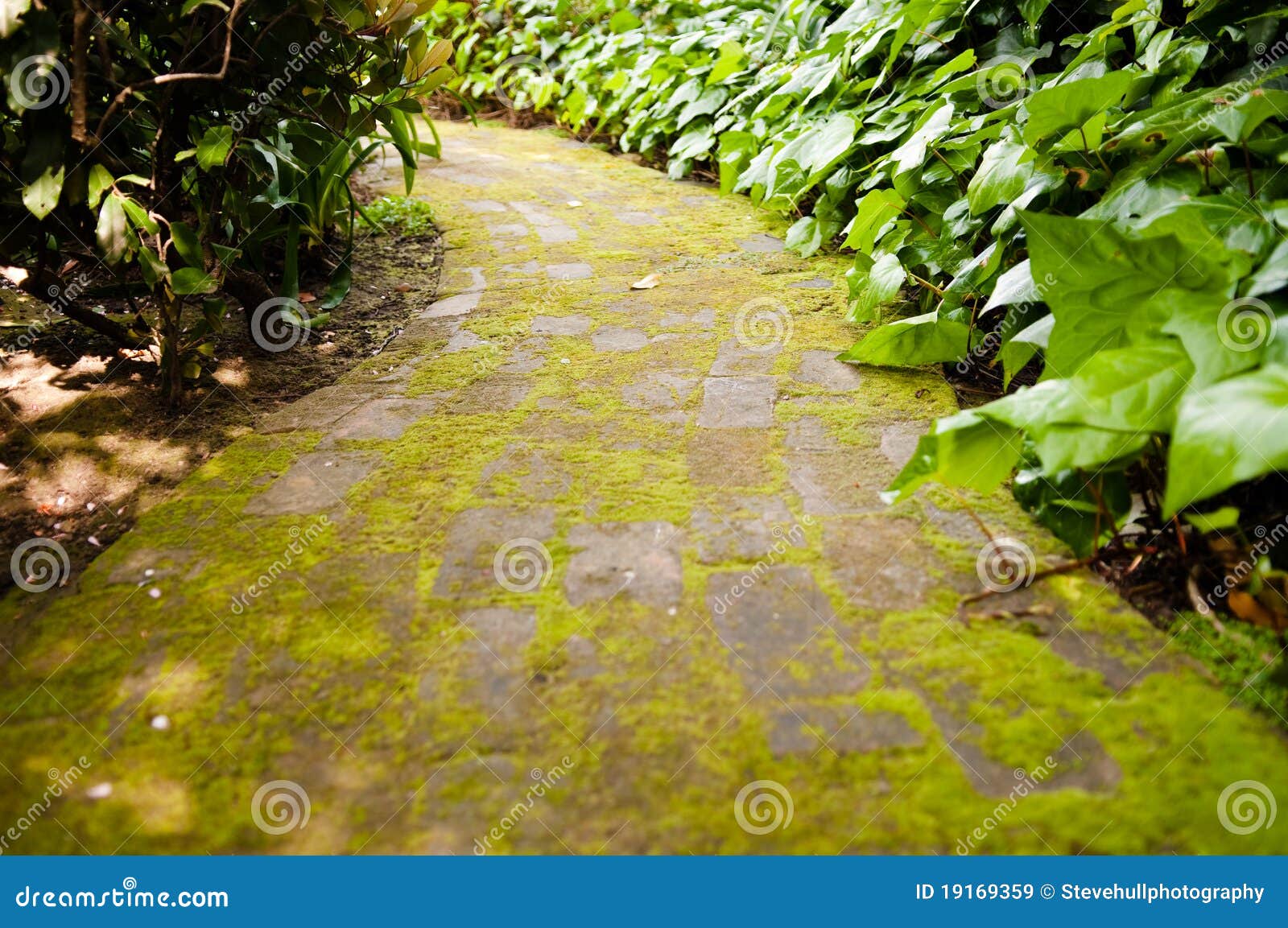 Moss Covered Path stock image. Image of shady, winding - 19169359