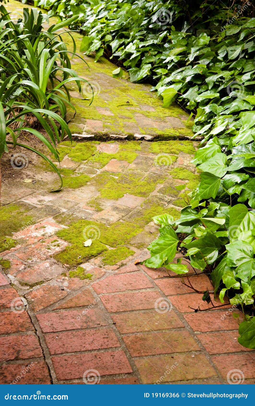Moss Covered Path stock photo. Image of walkway, park - 19169366