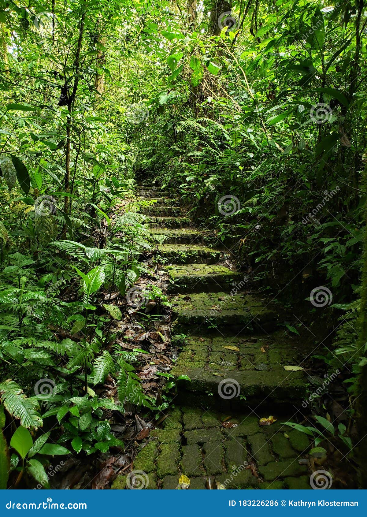 Moss covered pathway stock photo. Image of vegetation - 183226286