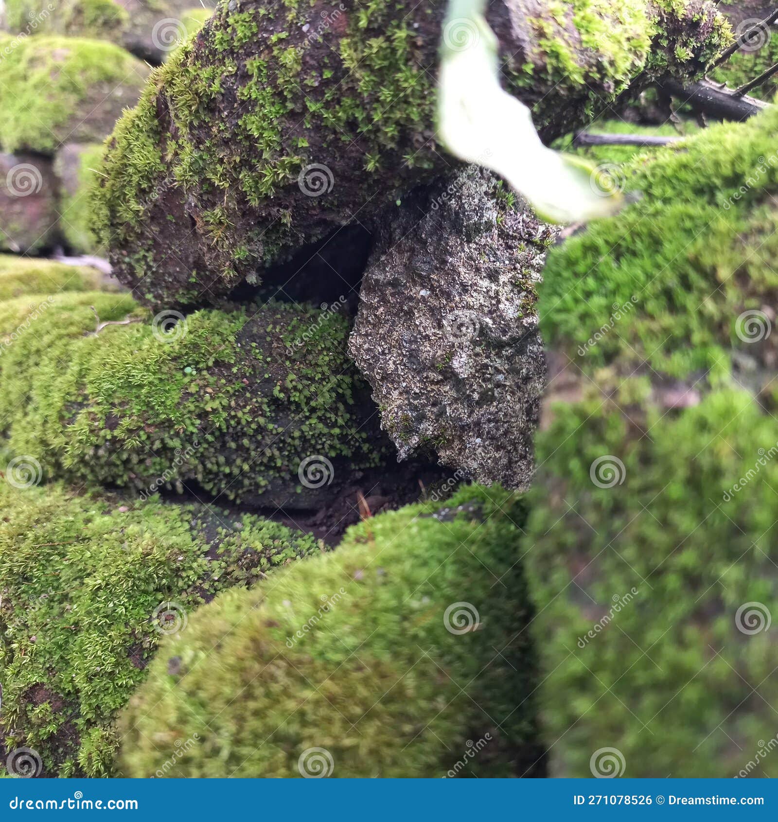 Moss-covered Pile of Bricks Stock Photo - Image of yard, produce: 271078526
