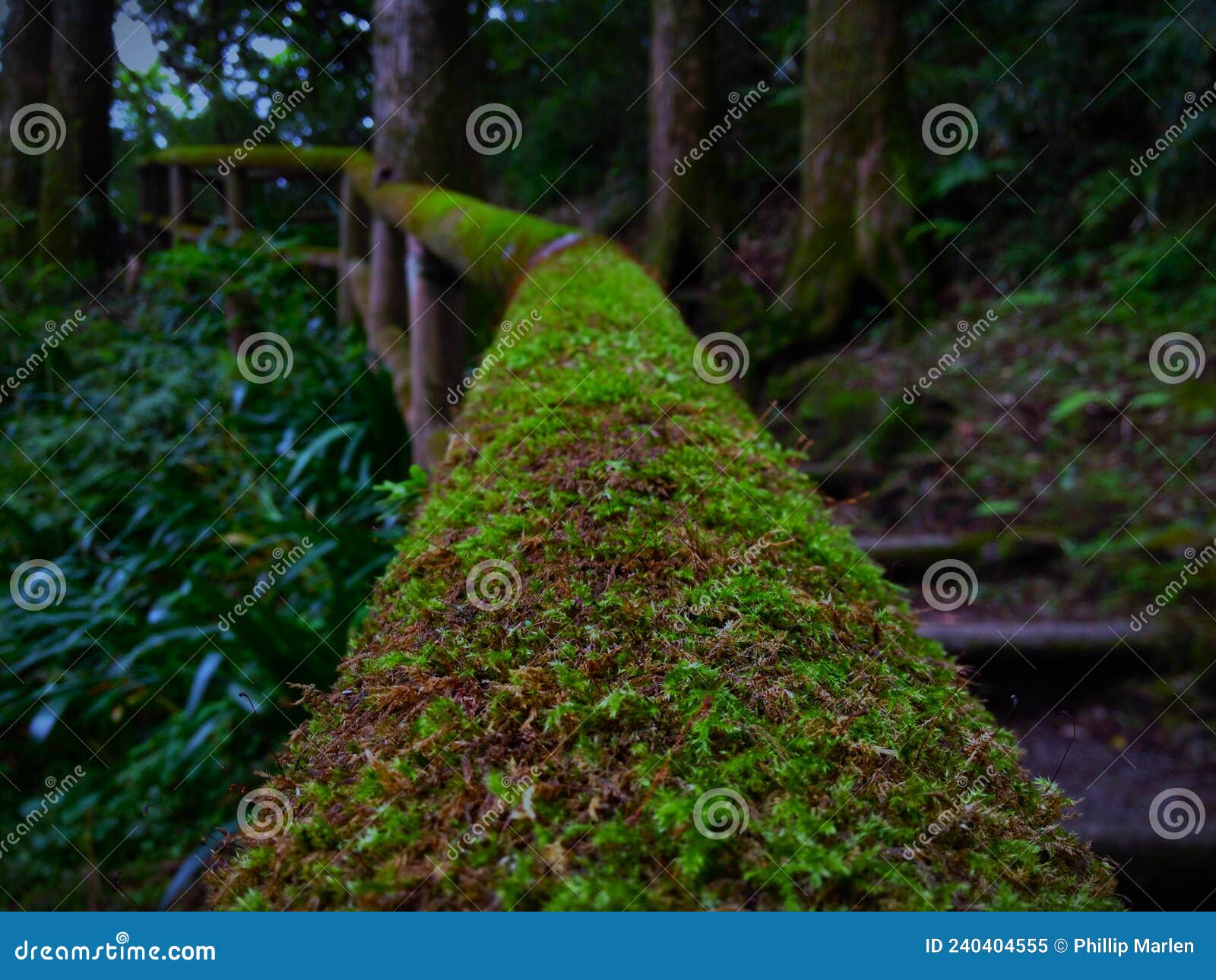 Moss Covered Rail stock image. Image of japan, rail - 240404555