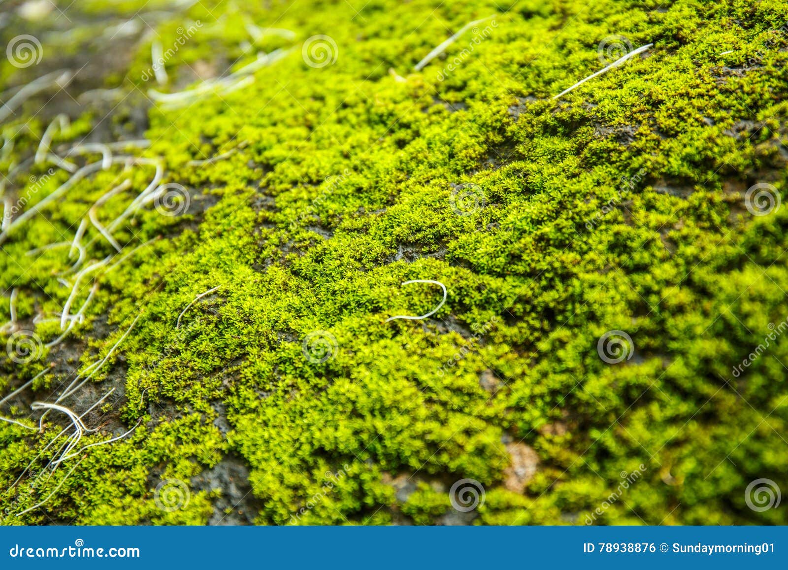 Moss Covered Rock Background and Texture Stock Photo - Image of detail ...