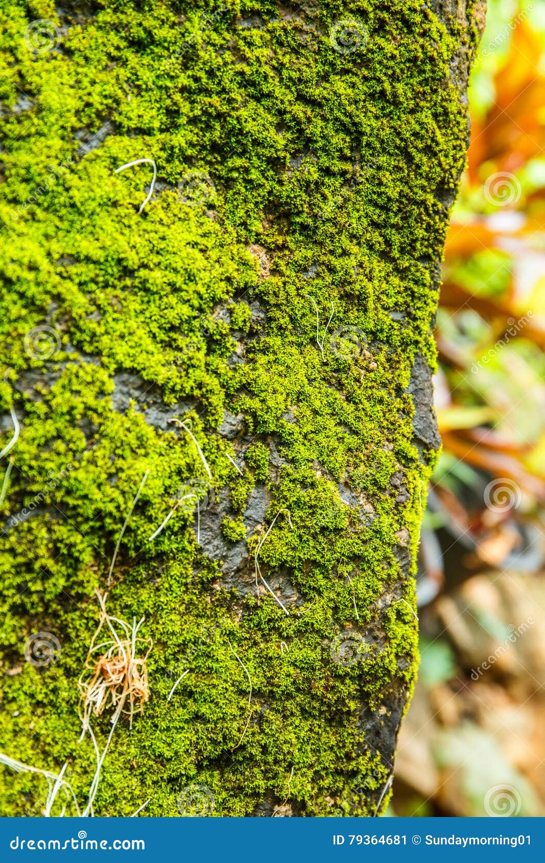 Moss Covered Rock Background and Texture Stock Image - Image of motion ...