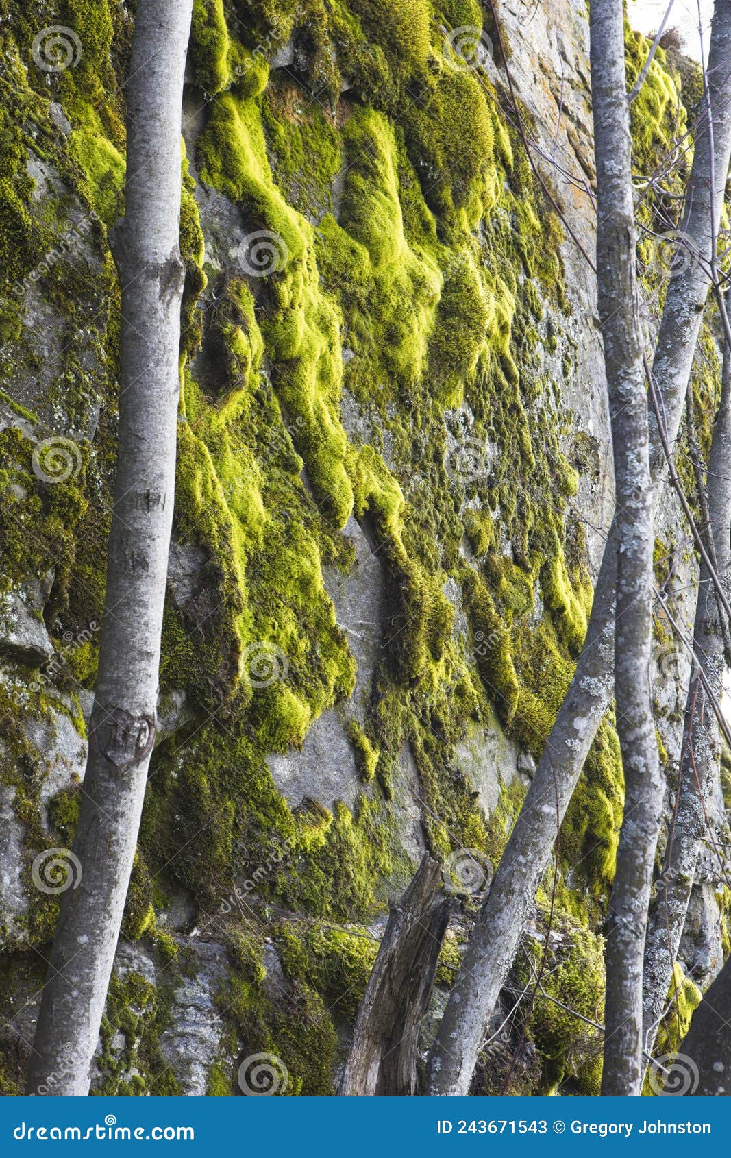 Moss covered rock cliff. stock image. Image of detail - 243671543
