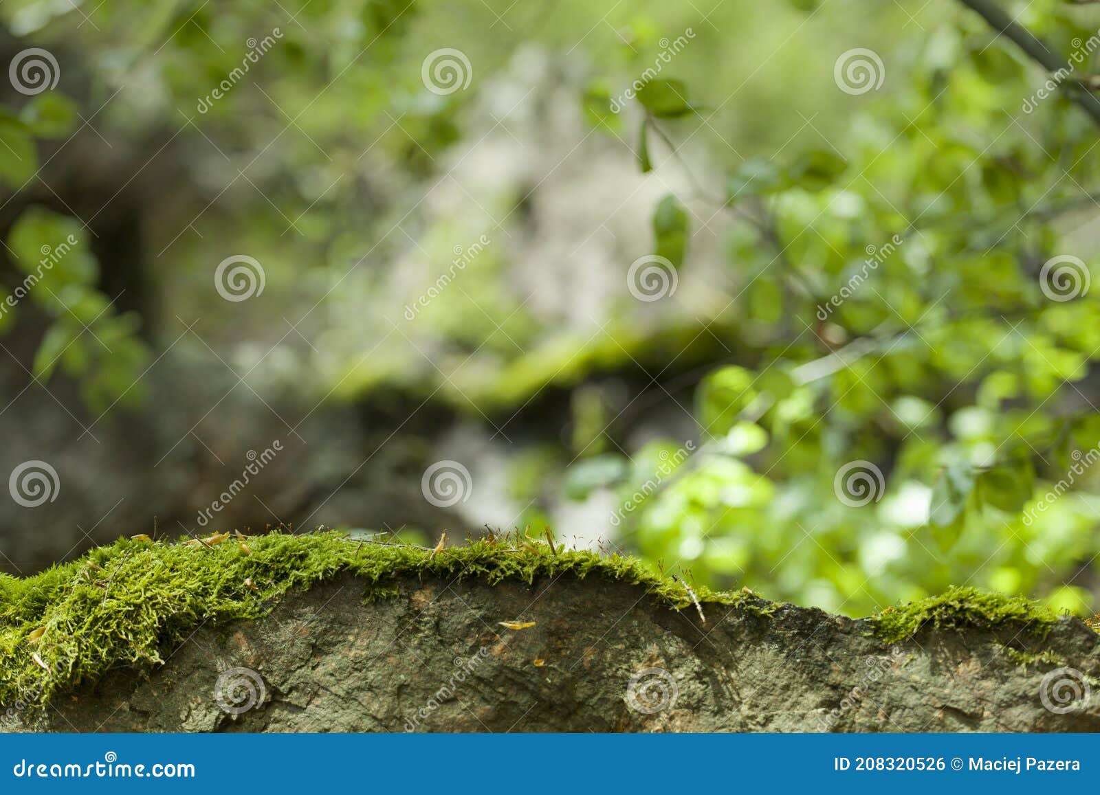 Moss Covered Rock in the Foreground with Out of Focus Forest Background ...