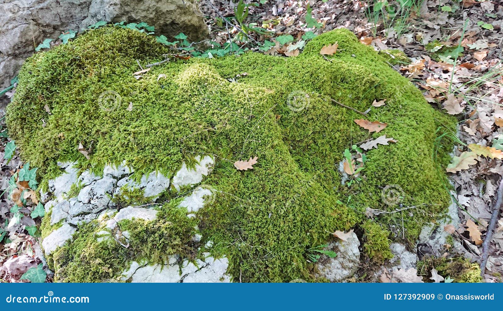 Moss covered rock stock image. Image of forest, covered - 127392909