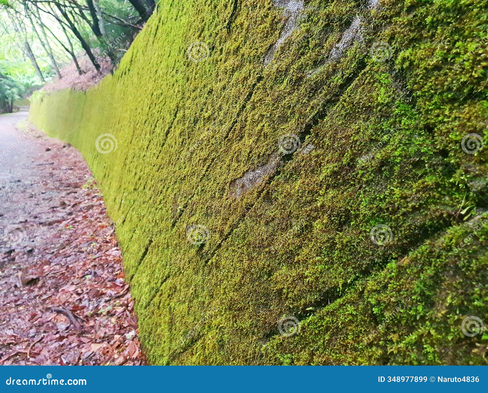Moss covered rock wall stock image. Image of backdrop - 348977899