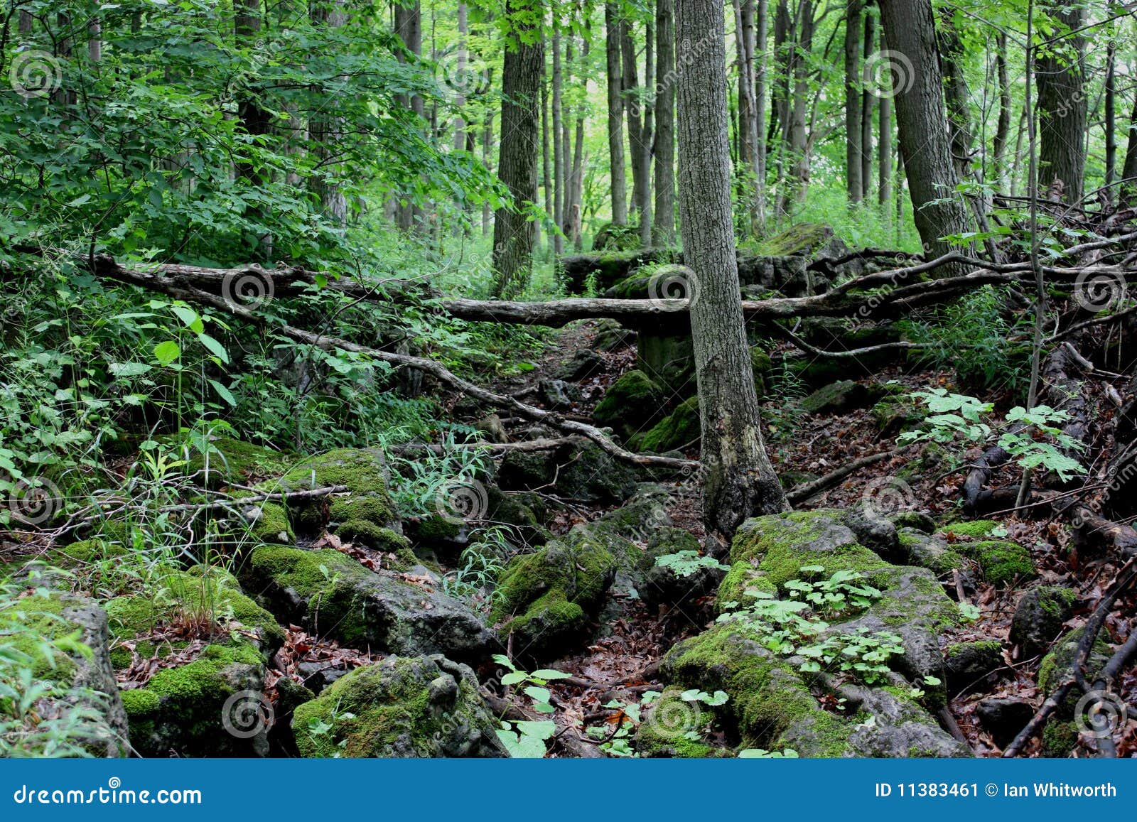 Moss covered rocks stock image. Image of bruce, forest - 11383461