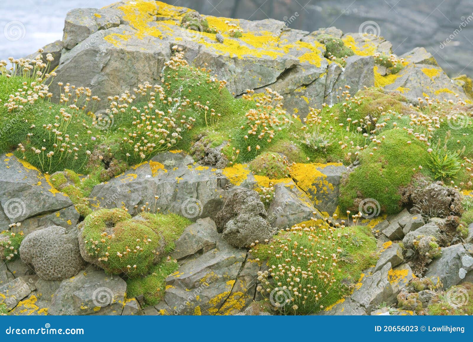 Moss covered rocks stock image. Image of shetland, outdoor - 20656023