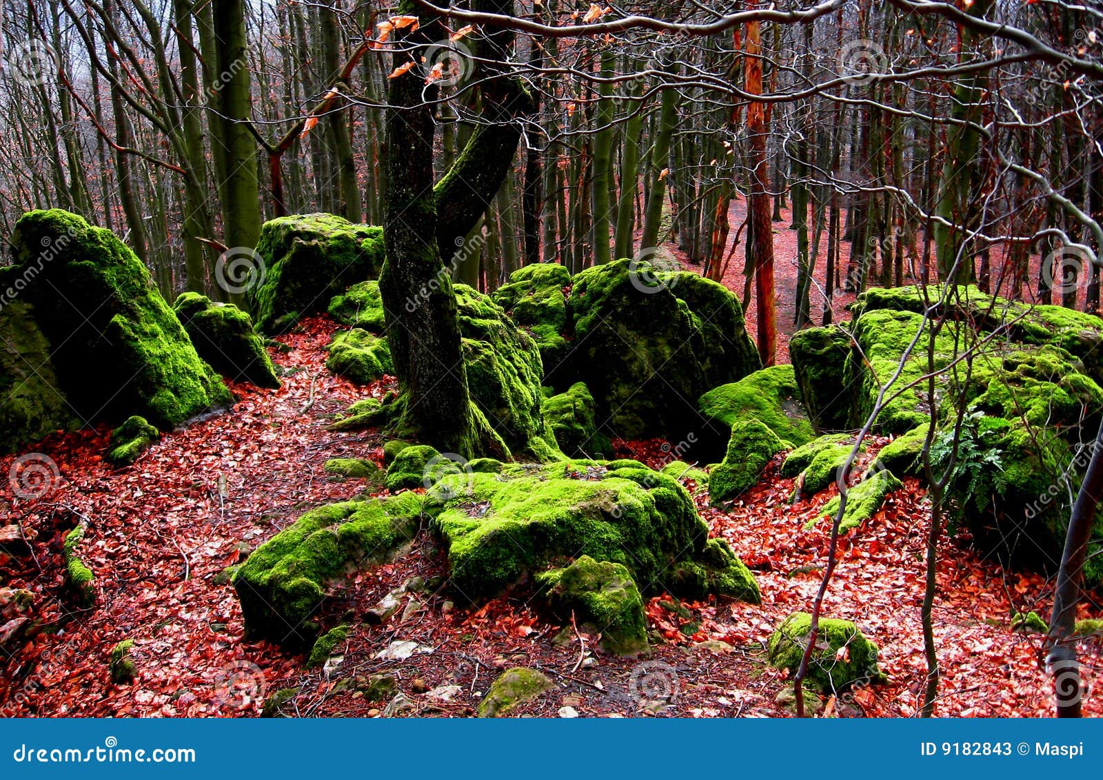 Moss-covered rocks stock image. Image of foliage, mist - 9182843