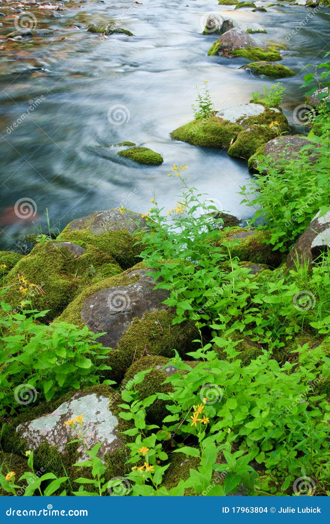 Moss Covered Rocks Along Rushing Stream Stock Photo - Image of scenic ...