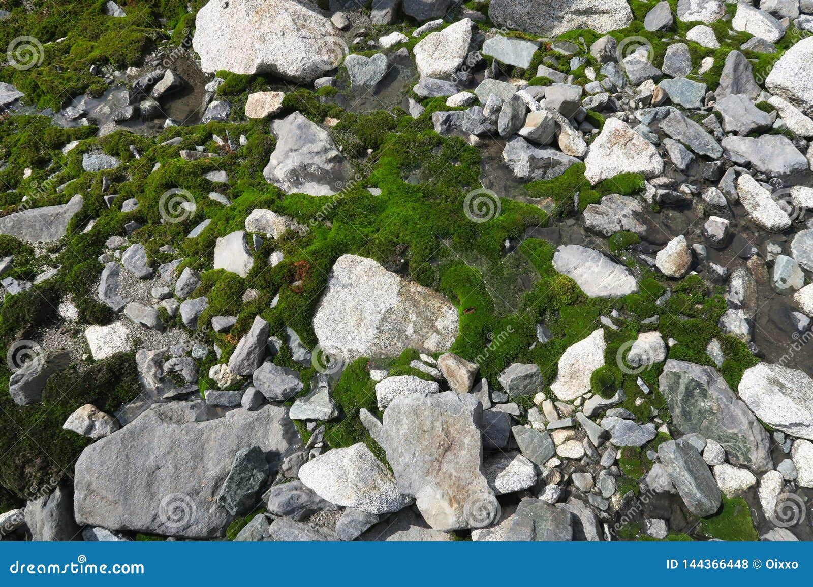 Moss-covered Rocks. Beautiful Moss and Lichen Covered Stone. Background ...