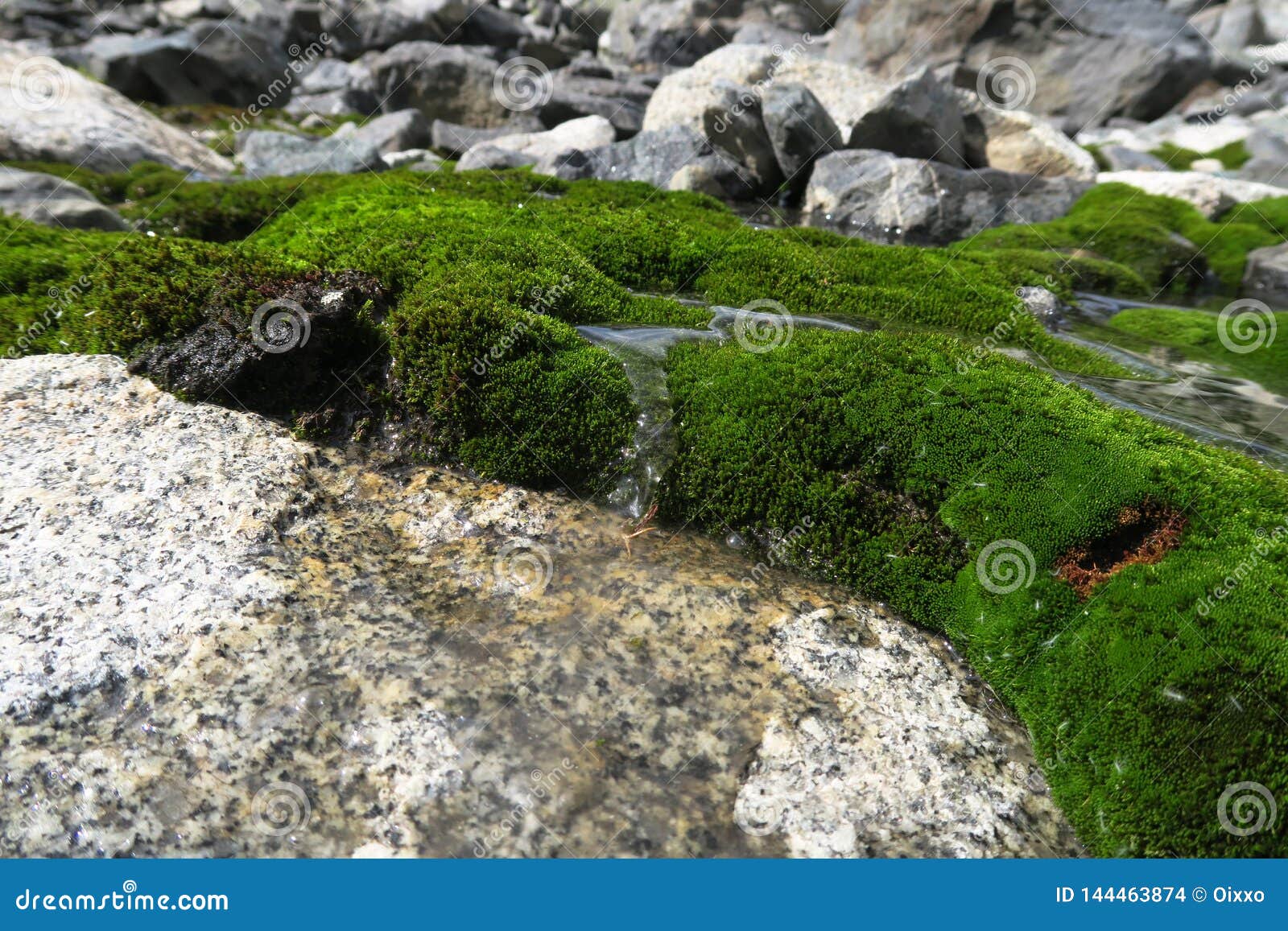 Moss-covered Rocks. Beautiful Moss and Lichen Covered Stone. Bac Stock ... Moss-covered Rocks. Beautiful Moss and Lichen Covered Stone. Bac Stock ...
