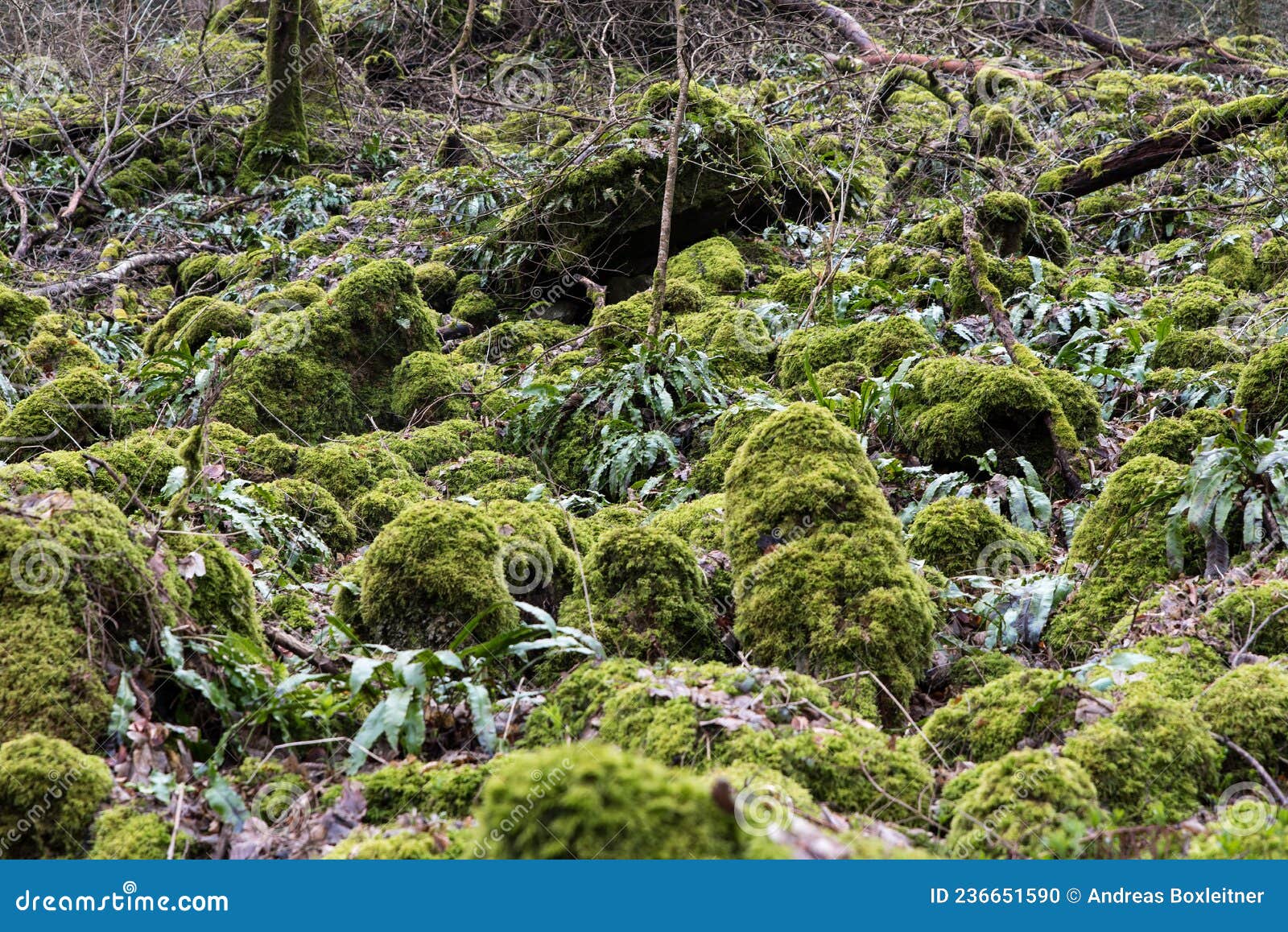Moss Covered Rocks in Cold Rainforest Stock Photo - Image of rock ...