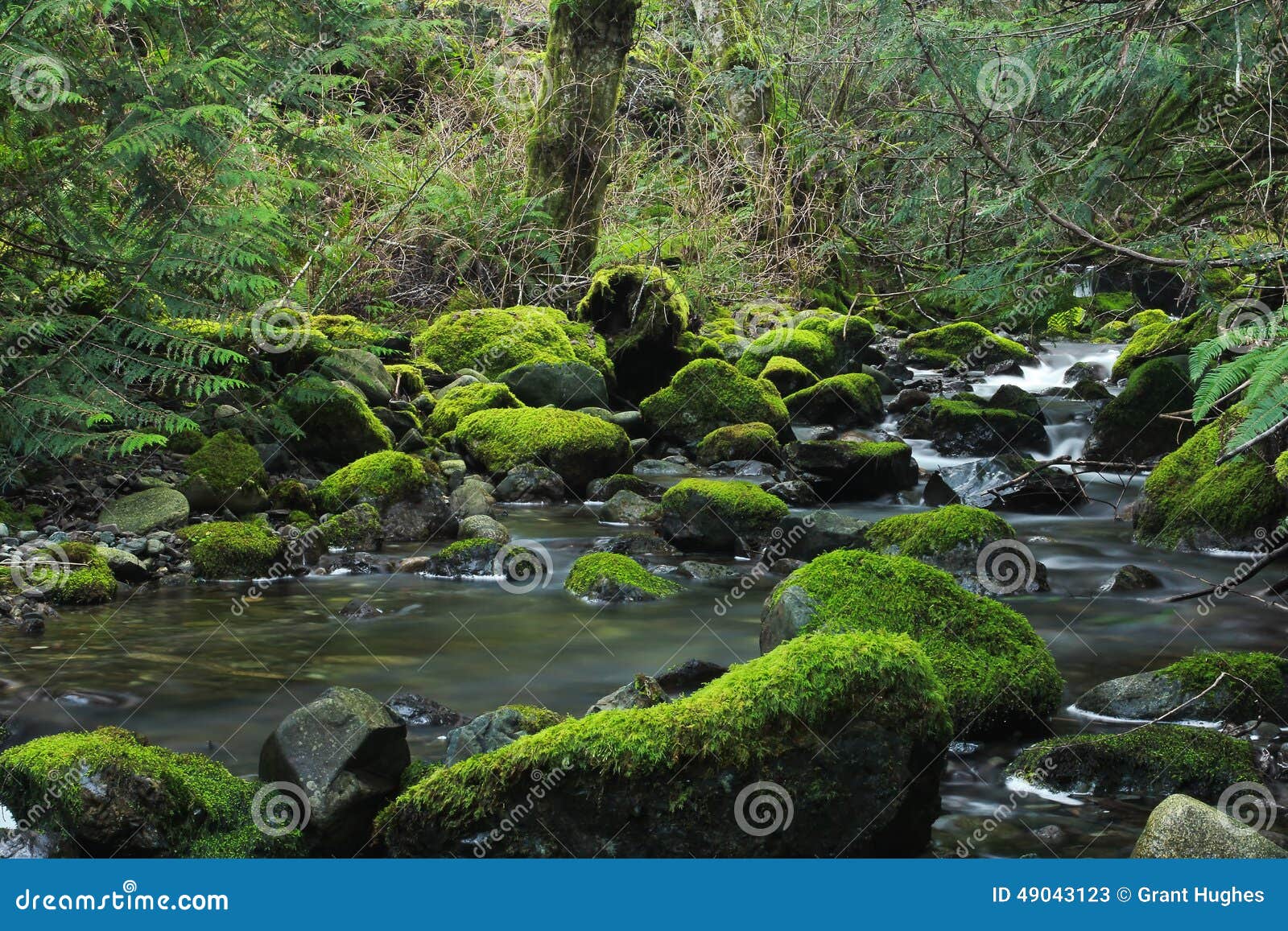 Moss Covered Rocks in Forest Stream Stockbild - Bild von moos, strom ...