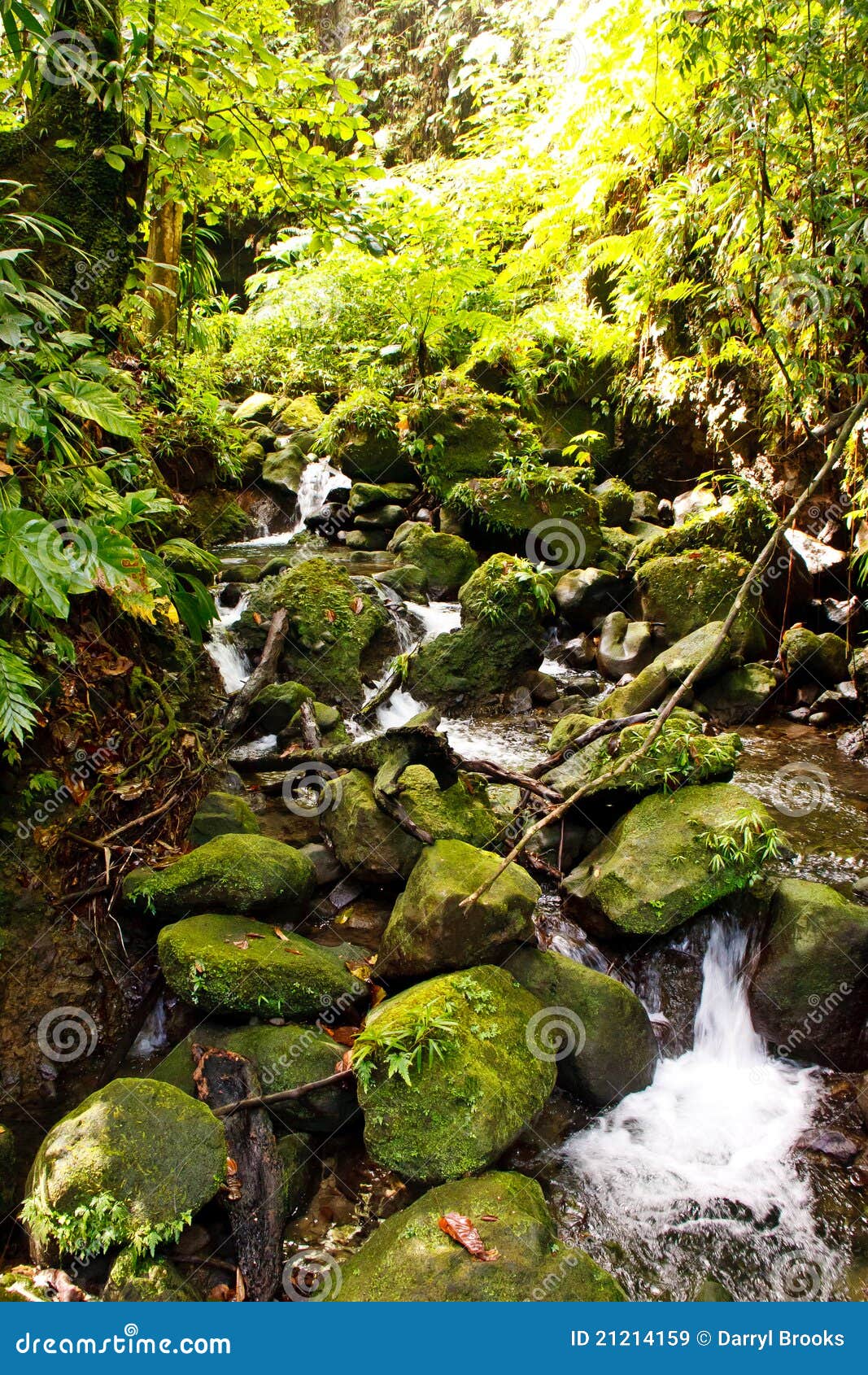 Moss Covered Rocks in a Jungel Stream Stock Image - Image of beautiful ...