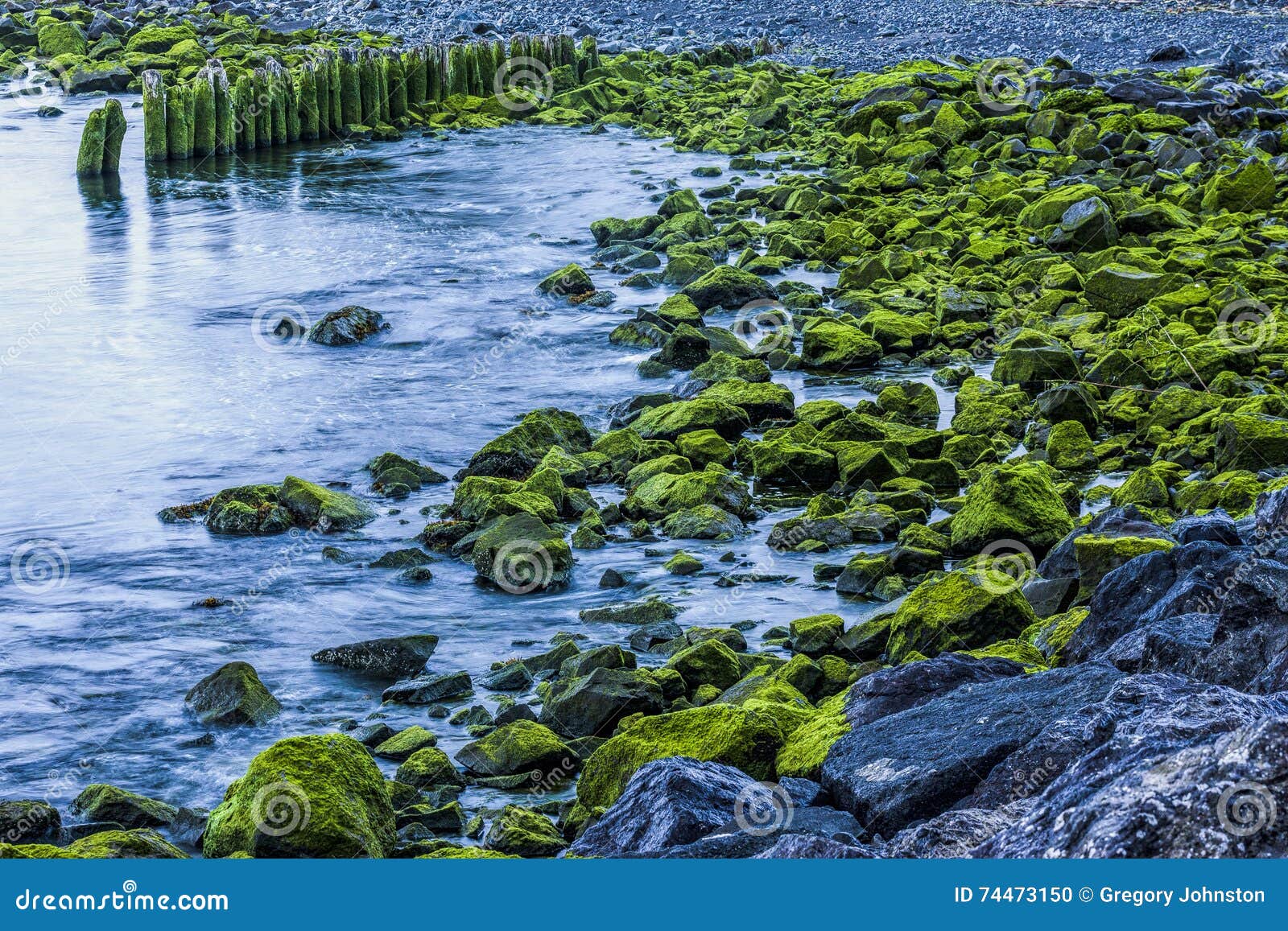 Moss Covered Rocks by the Shore. Stock Photo - Image of washington ...