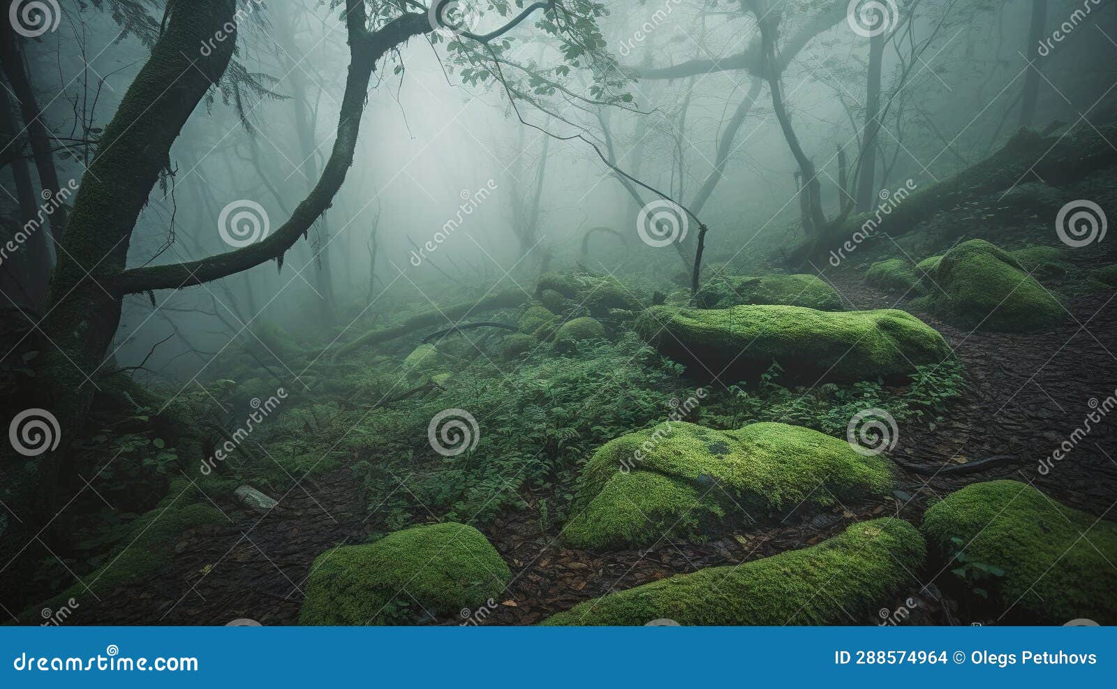 Moss Covered Rocks and Trees in a Foggy Forest Area Stock Photo - Image ...