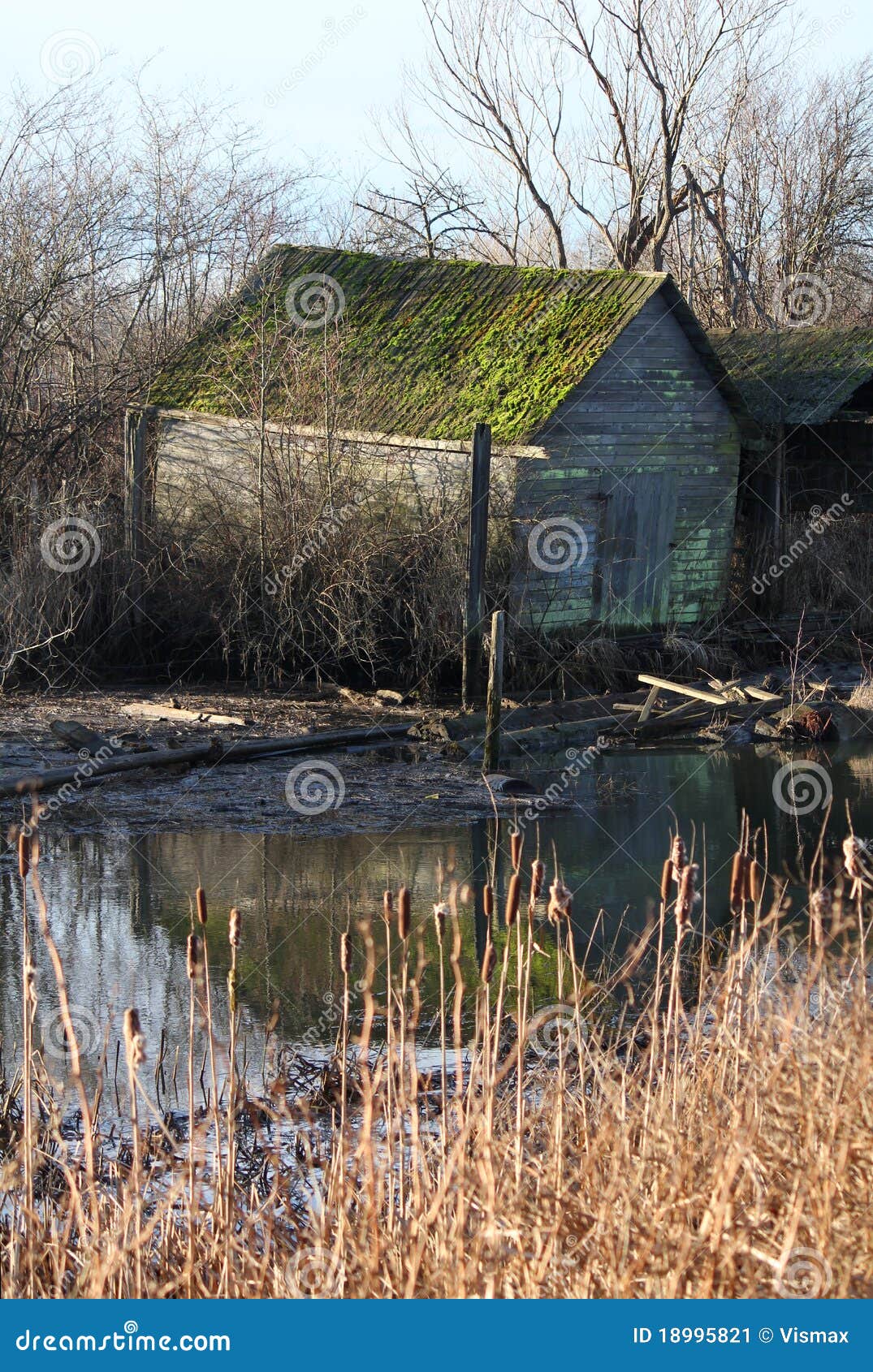 Moss Covered Shed, Edge of Marsh Stock Image - Image of marsh, cattail ...