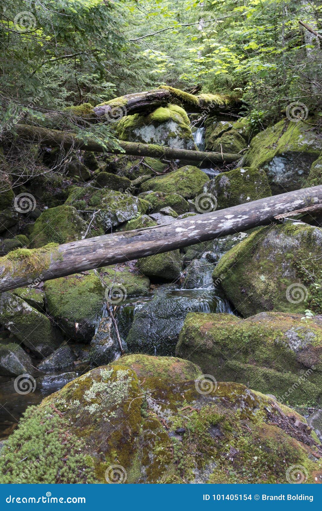 Moss Covered Spring in Adirondacks Stock Photo - Image of county ...