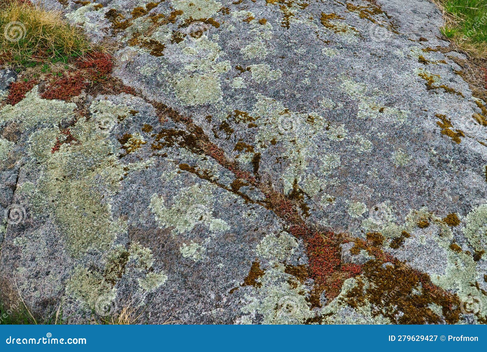 Moss-covered Stone Top View Editorial Photography - Image of lichen ...