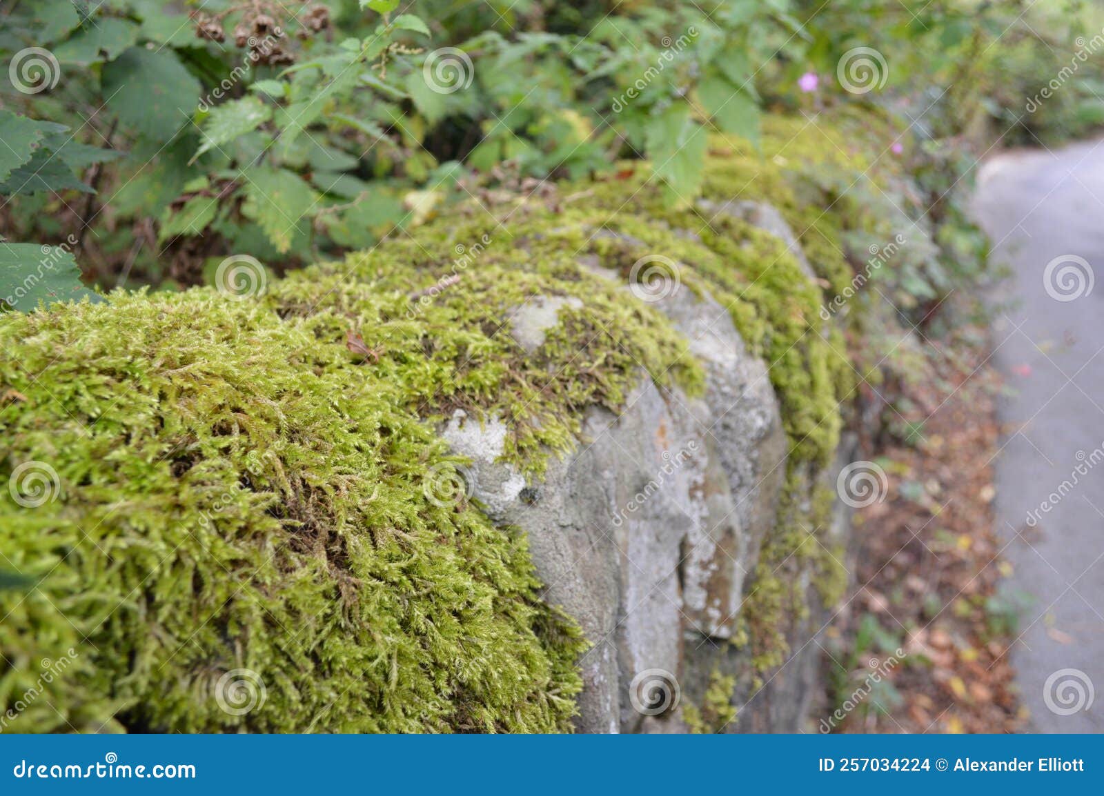 Moss Covered Stone Wall on a Country Lane Stock Photo - Image of ...