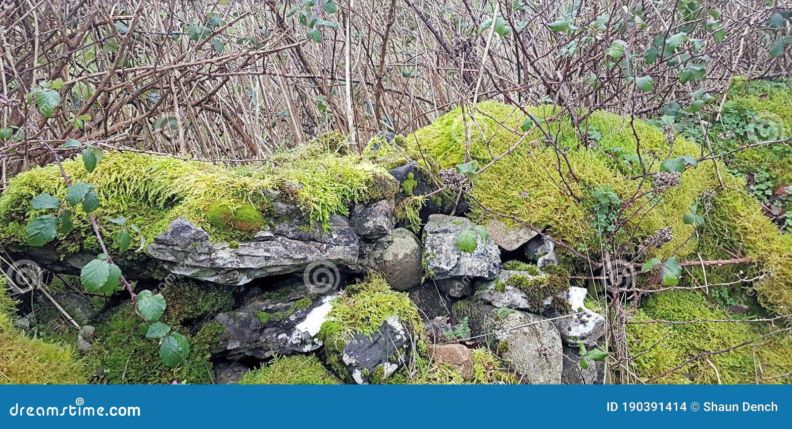 Moss Covered Stone Wall in Winter Stock Photo - Image of rock, covered ...