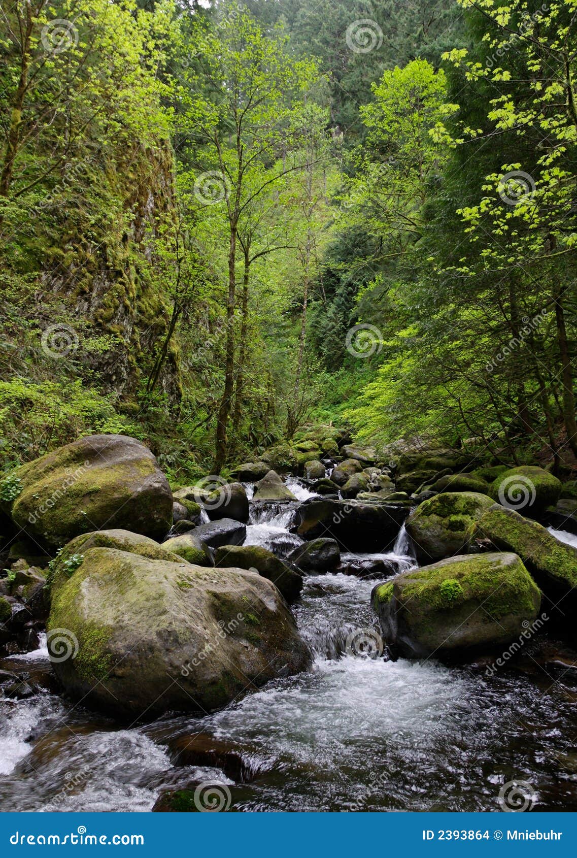 Moss Covered Stones Along a Stream in Spring Stock Photo - Image of ...
