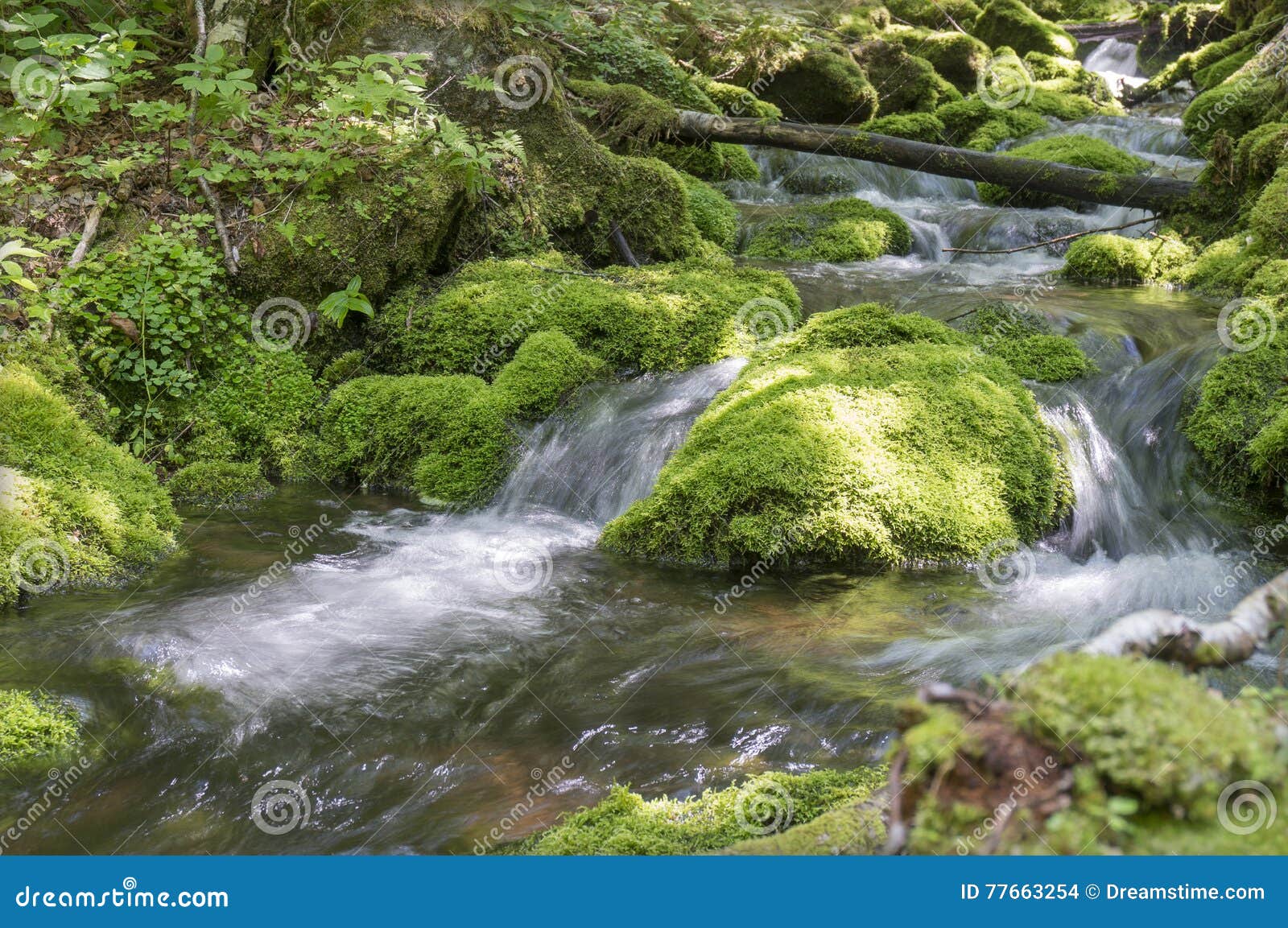 Moss Covered Stones in a Brook in the Mount Carleton, New Brunswick ...
