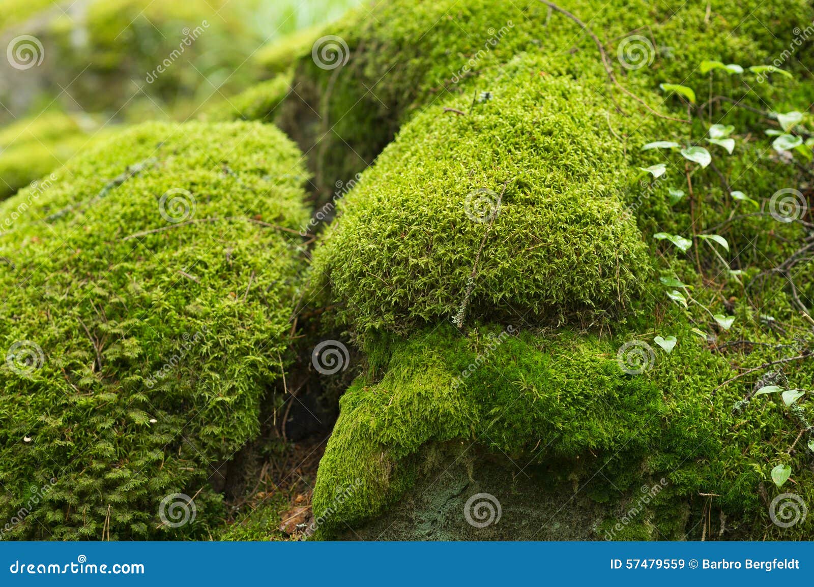 Moss Covered Stones stock image. Image of forest, background - 57479559