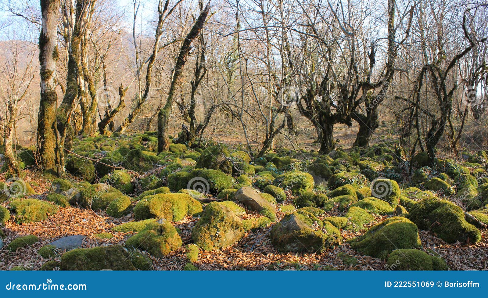 Moss Covered Stones in the Forest Stock Image - Image of flora, boulder ...