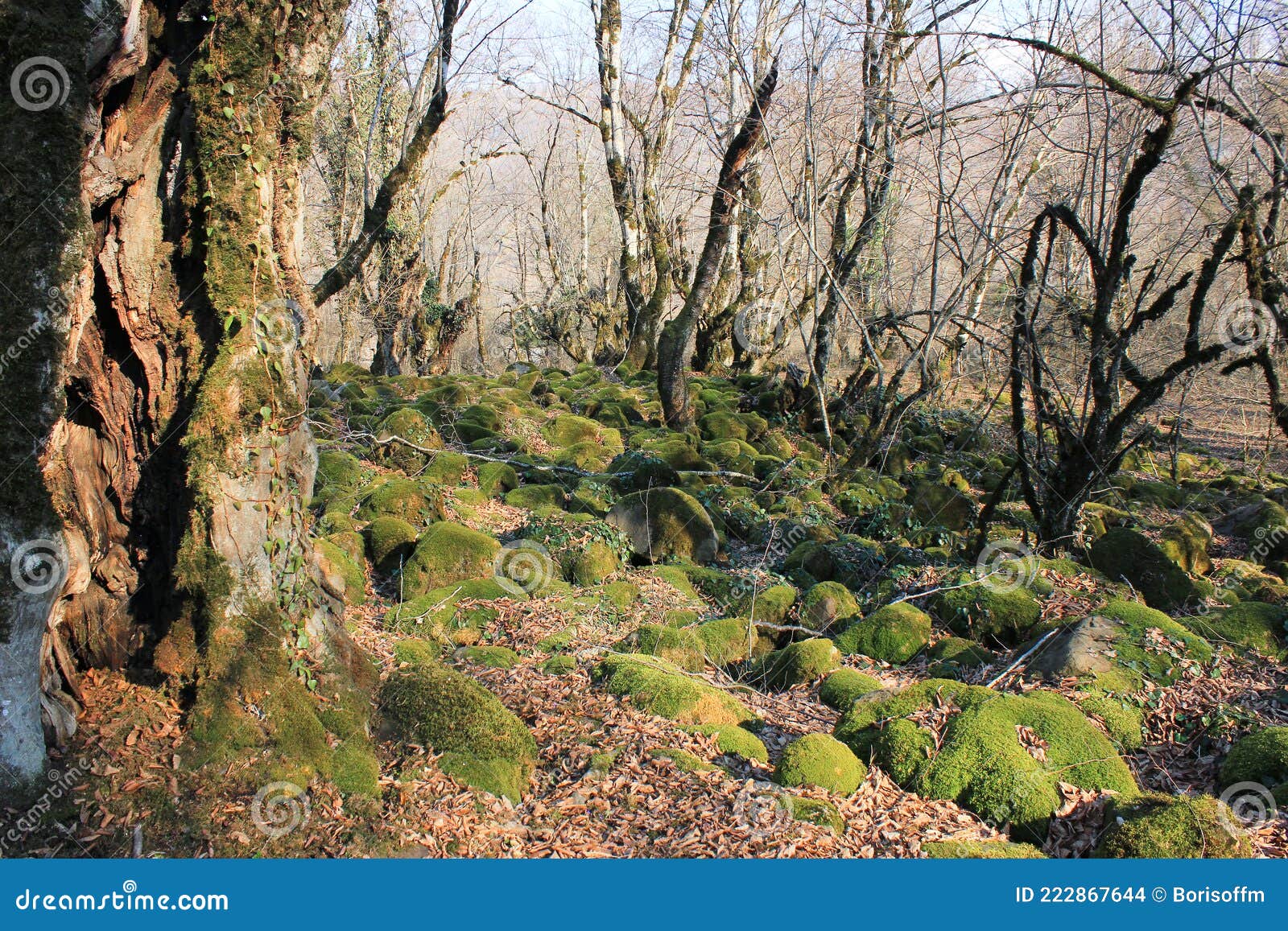 Moss Covered Stones in the Forest Stock Photo - Image of surface ...