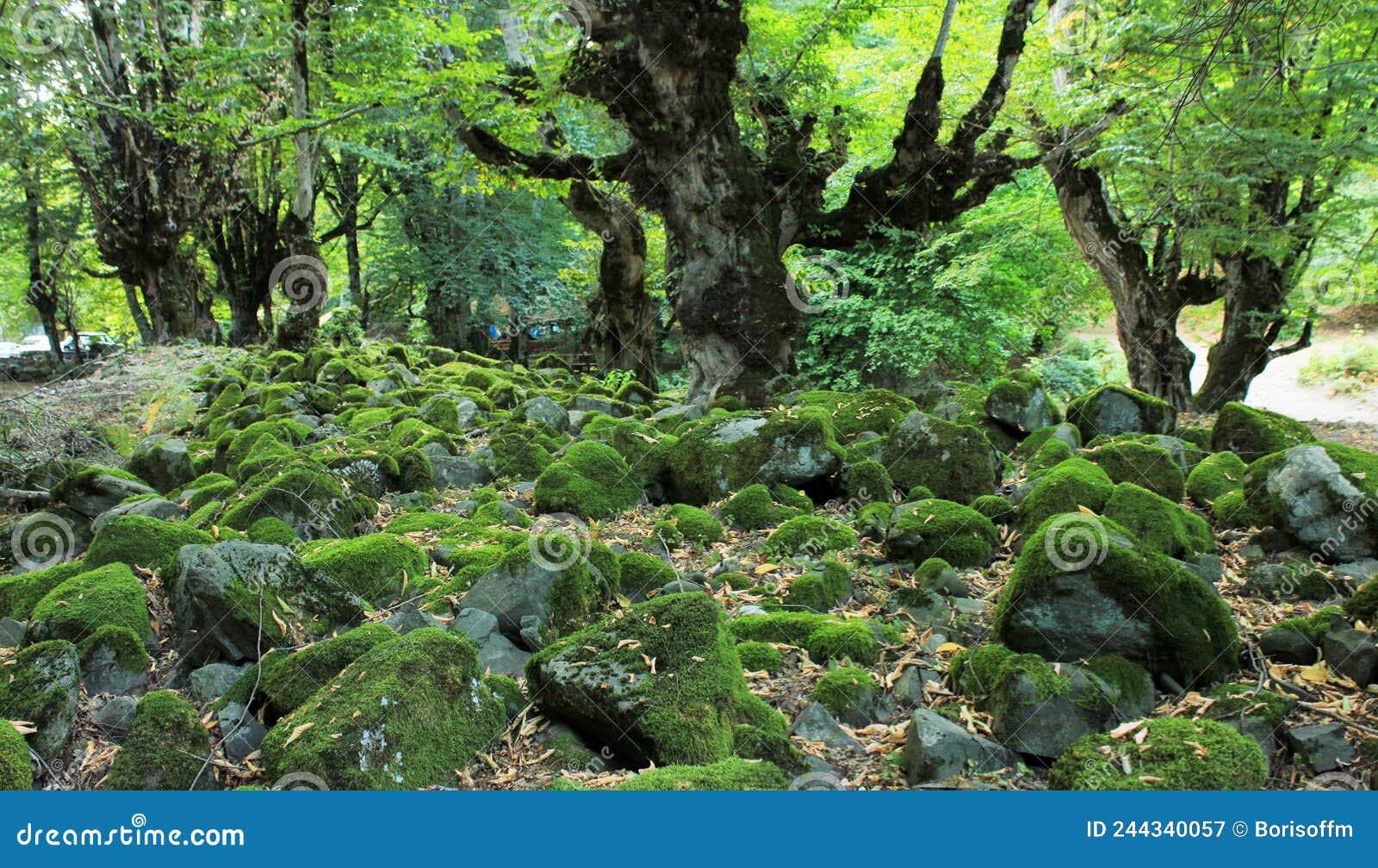 Moss Covered Stones in the Forest Stock Image - Image of wild, grass ...