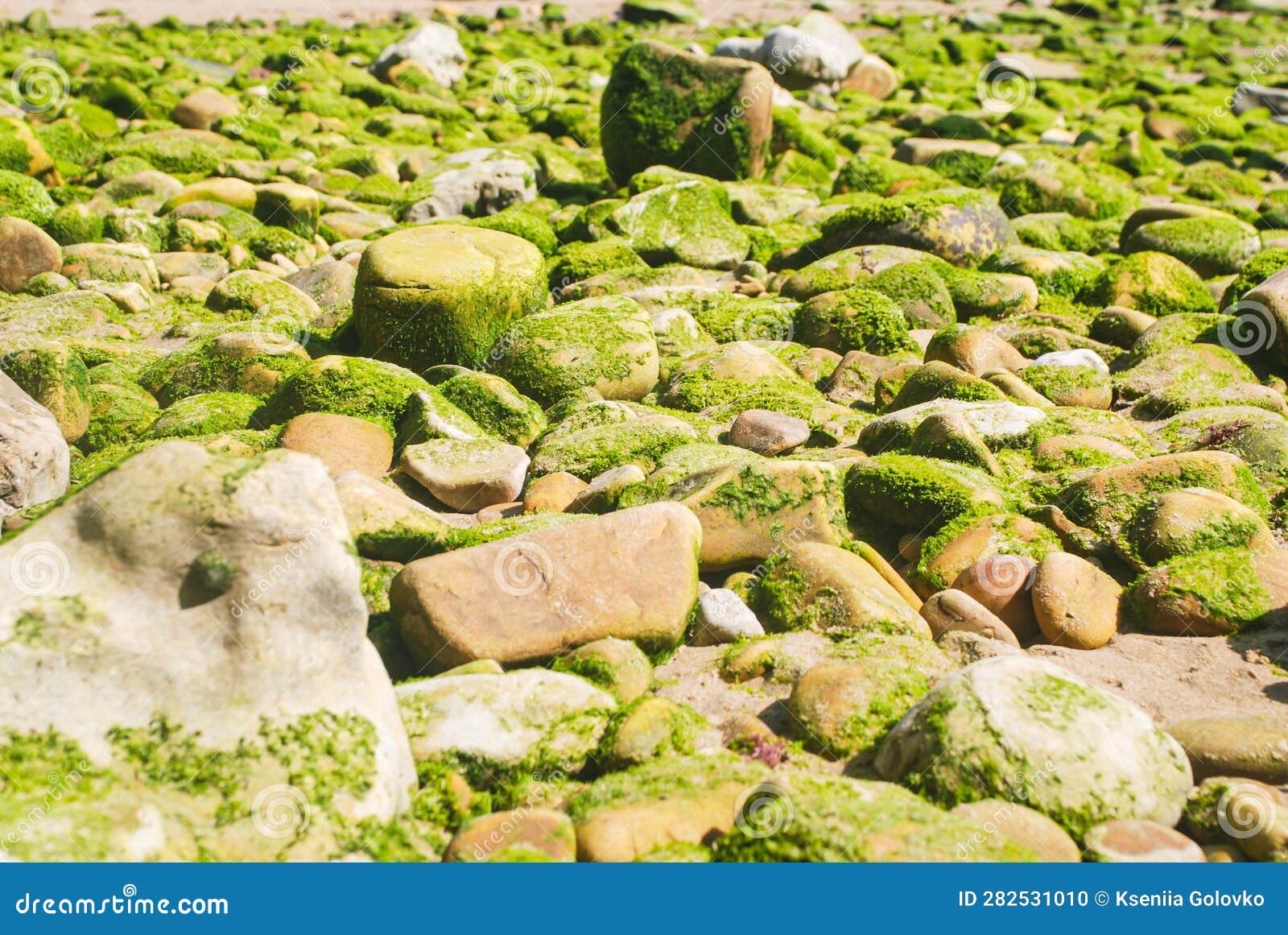 Moss-covered Stones on the Seashore Stock Photo - Image of food ...